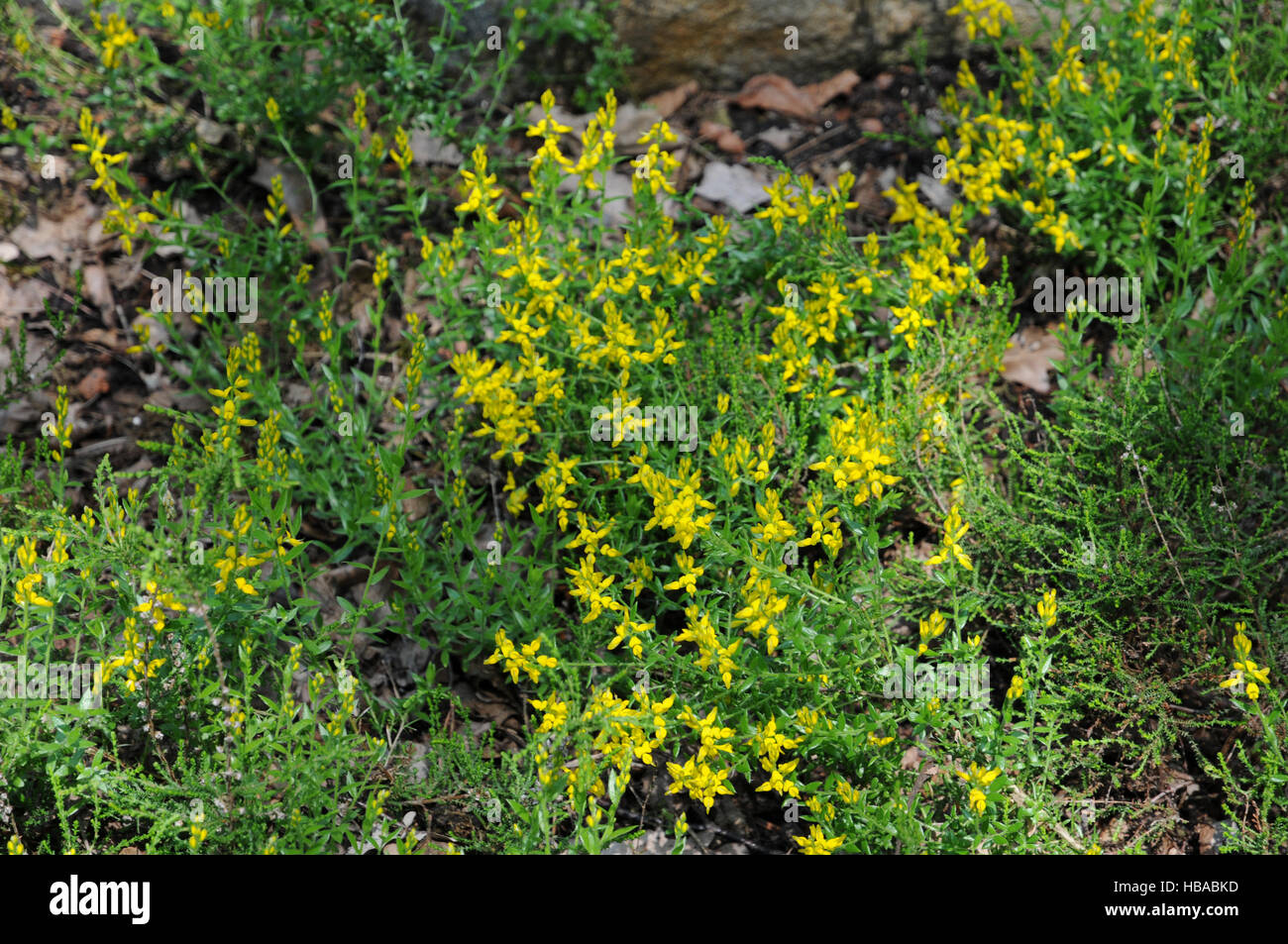 German broom hi-res stock photography and images - Alamy