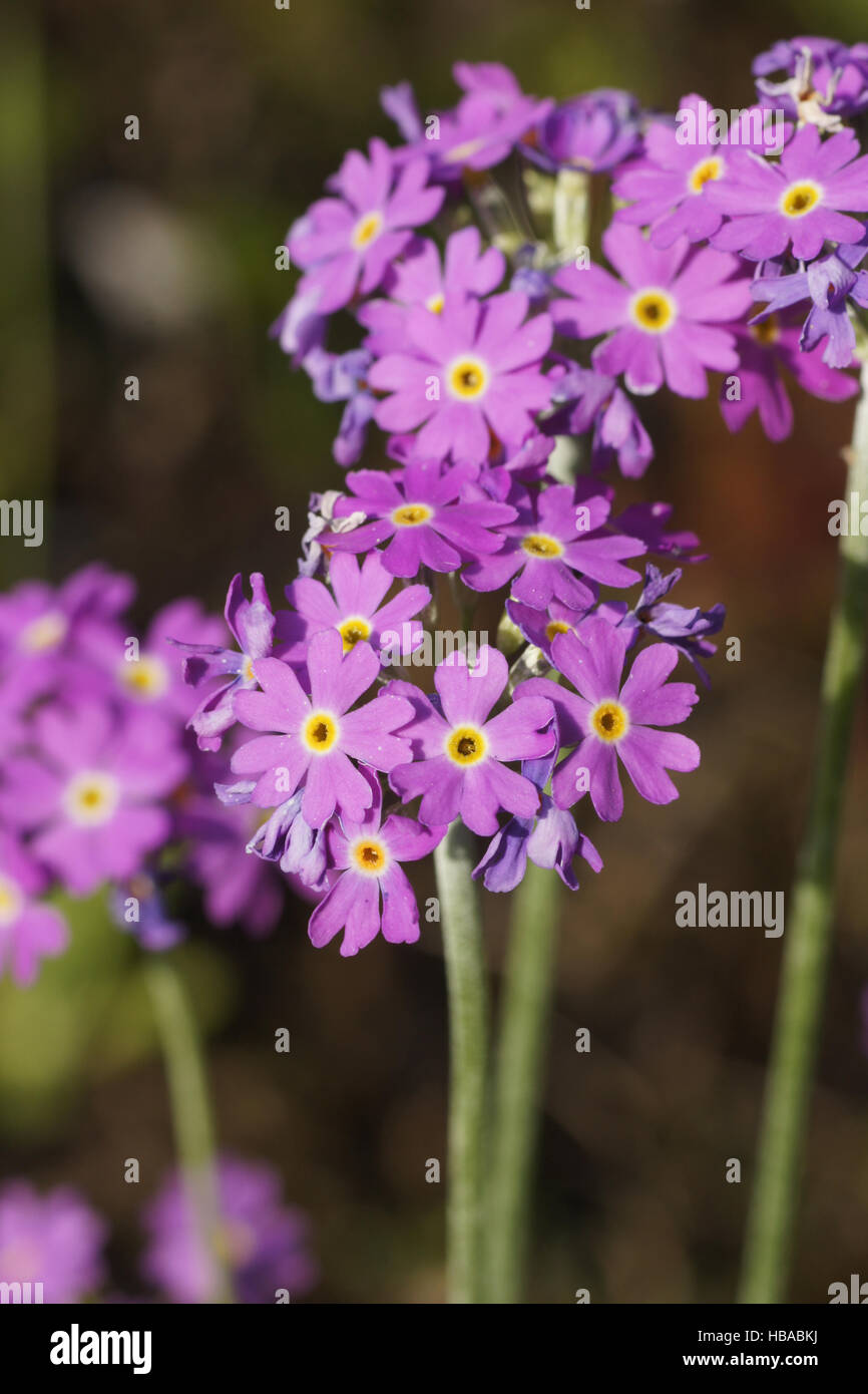 Primula farinosa hi-res stock photography and images - Alamy