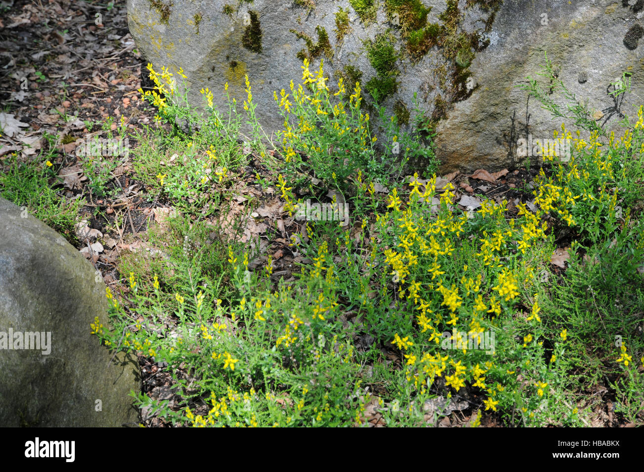 Genista germanica, German broom Stock Photo - Alamy