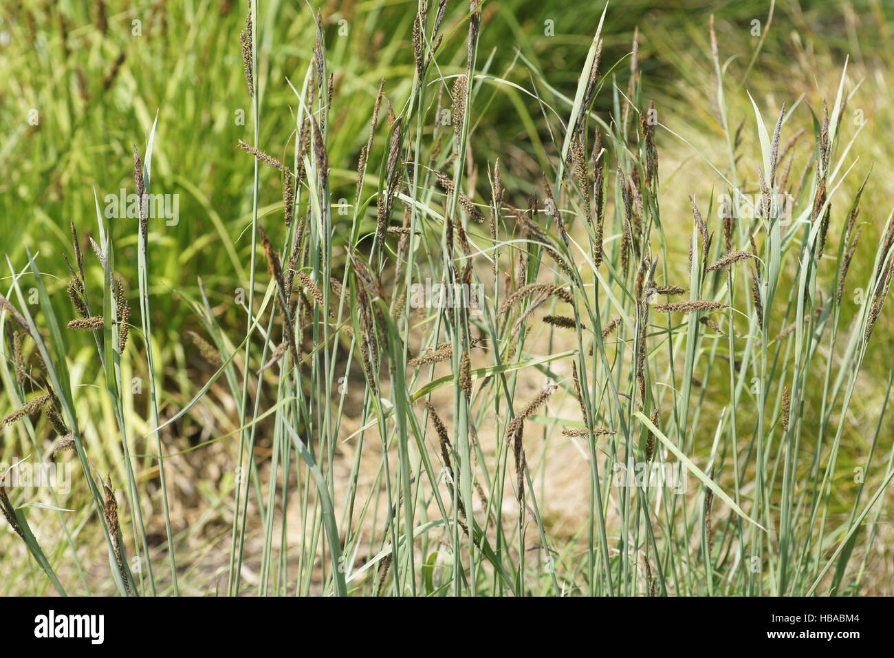 Carex flacca, Blue sedge Stock Photo - Alamy