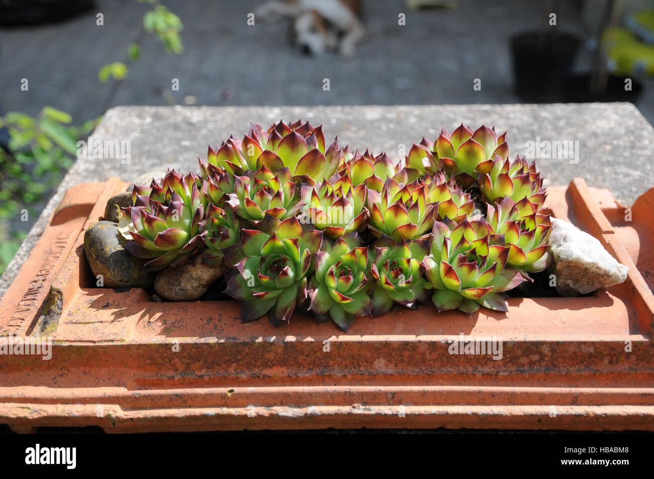 Sempervivum tectorum, Common houseleek Stock Photo - Alamy