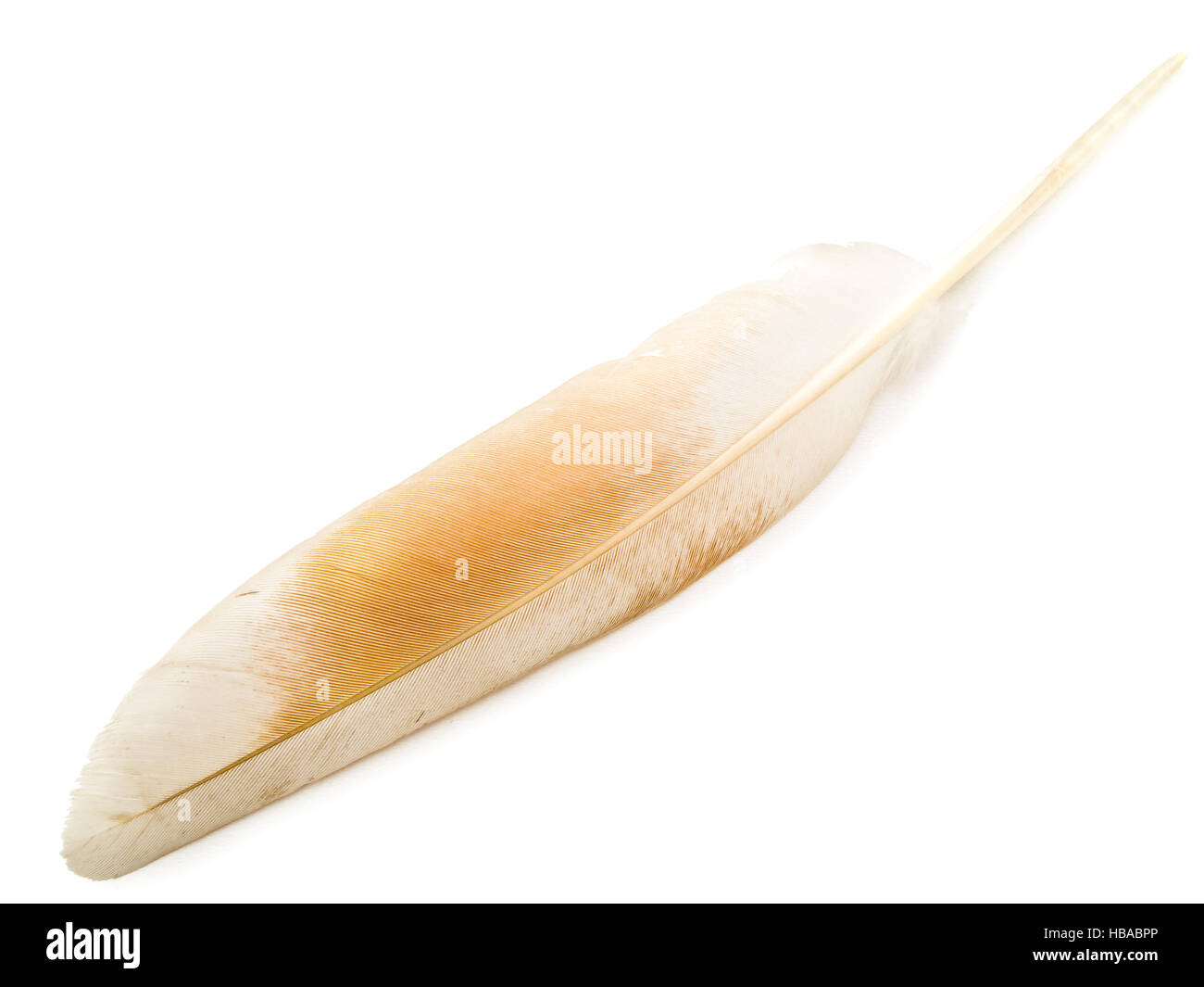 Eagle feather detail Cut Out Stock Images & Pictures - Alamy