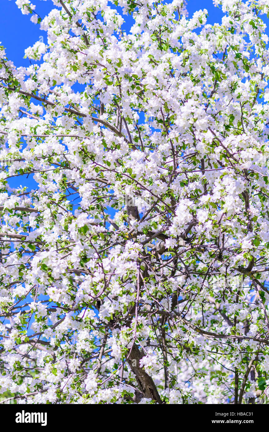 apple tree blossoms Stock Photo - Alamy