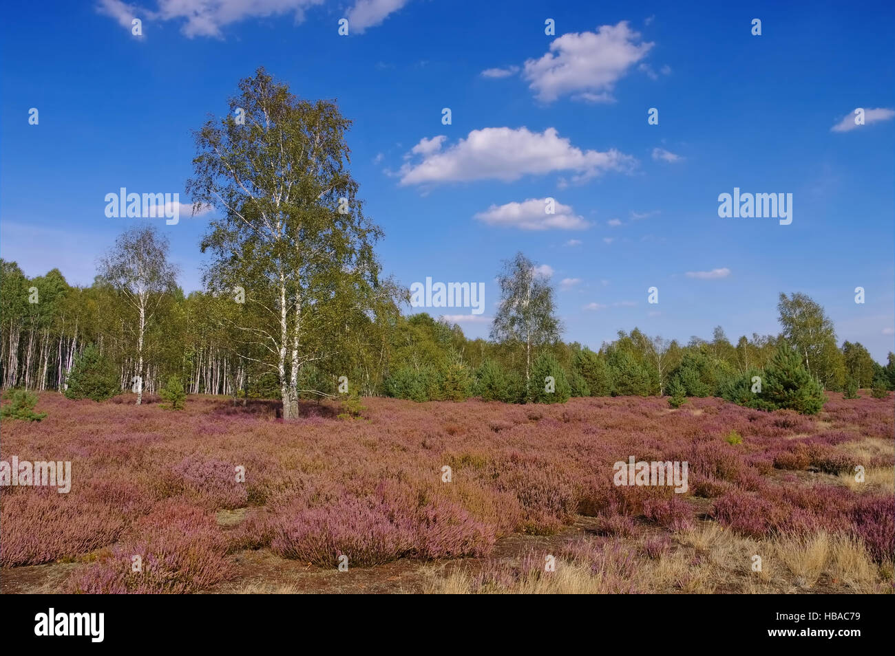 blühende Heidelandschaft im Spätsommer - Heath landscape with flowering ...