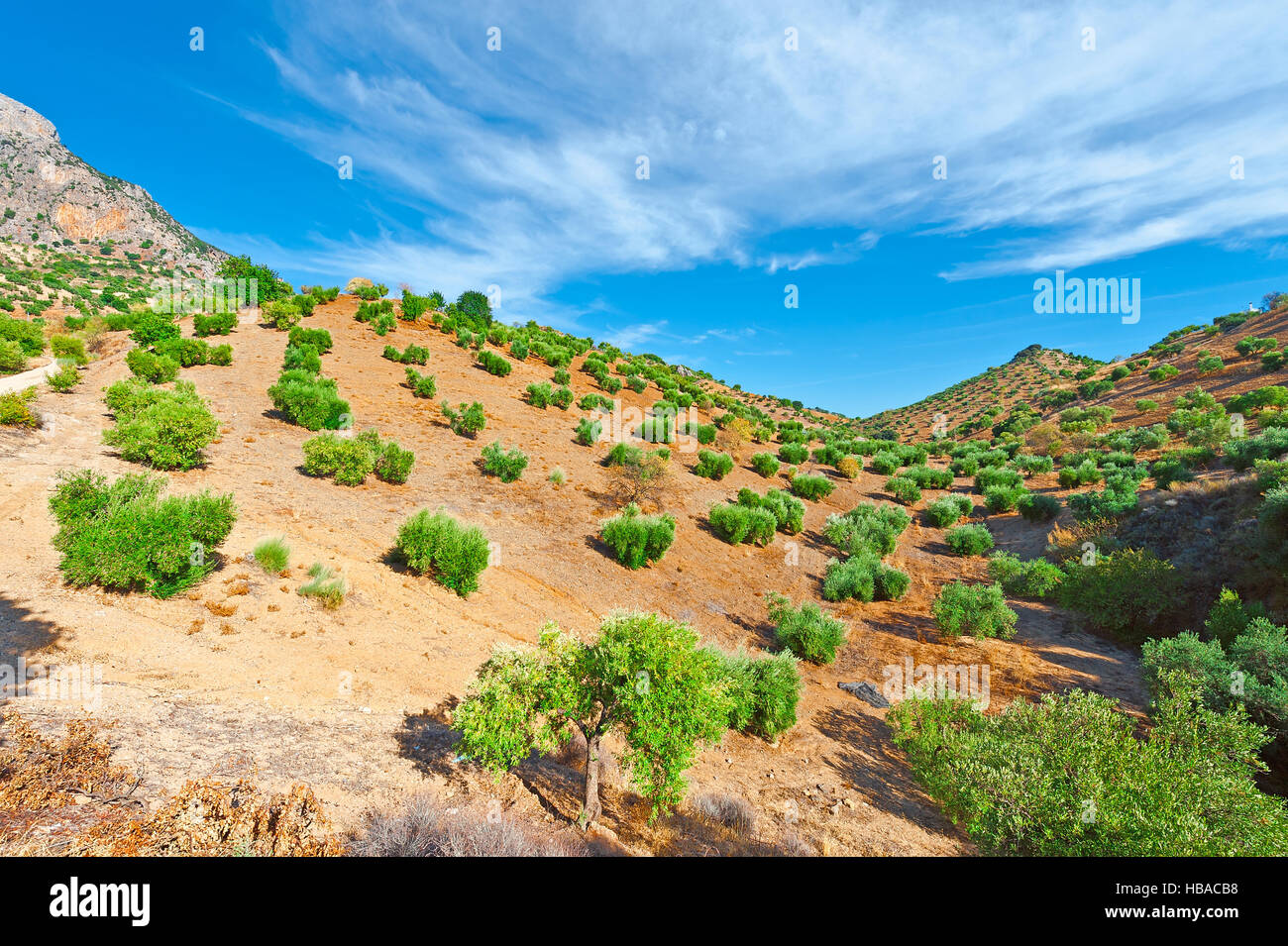 Spanish grove hi-res stock photography and images - Alamy