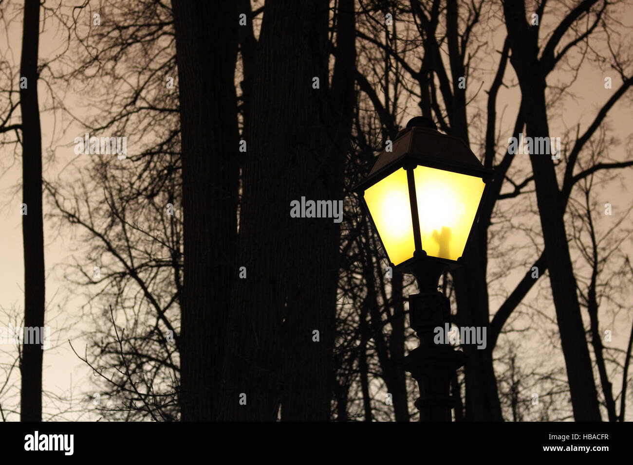 Street night light and silhouettes of trees Stock Photo - Alamy