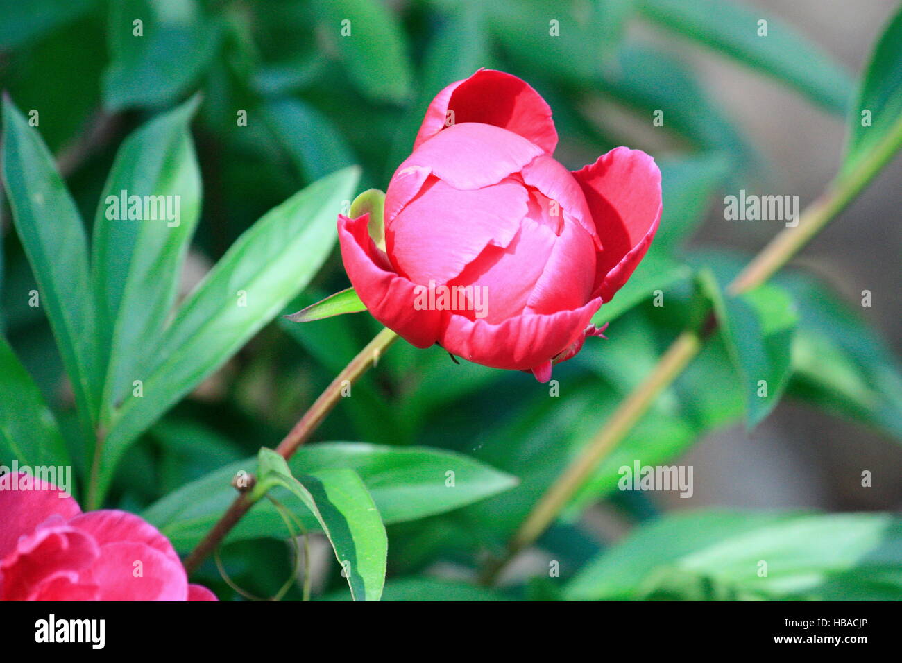 Peony, flower bud Stock Photo - Alamy