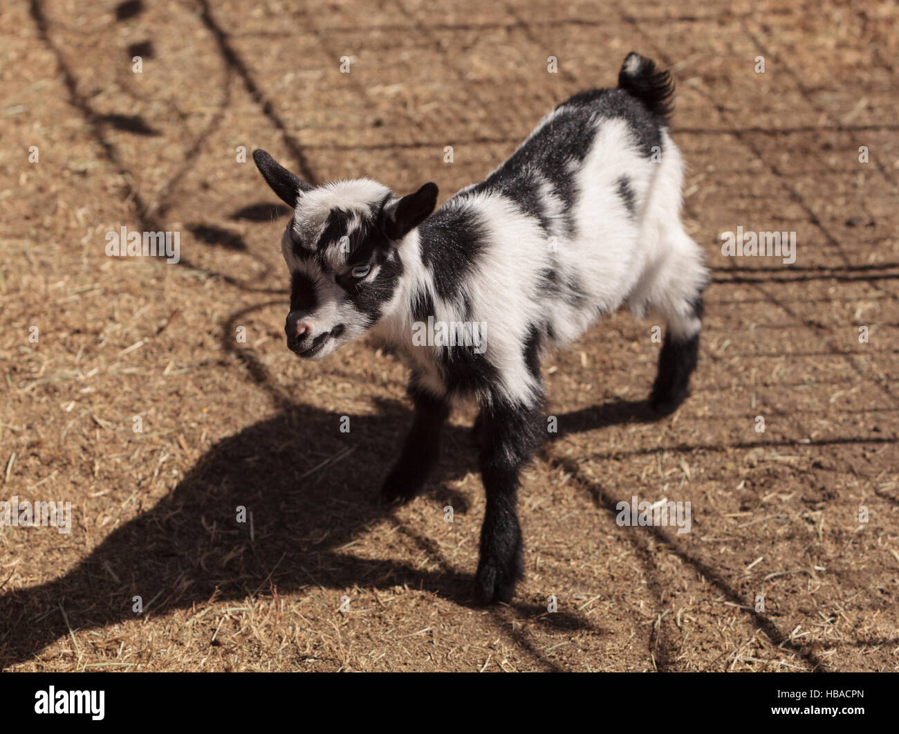Black Dwarf Pygmy Goats