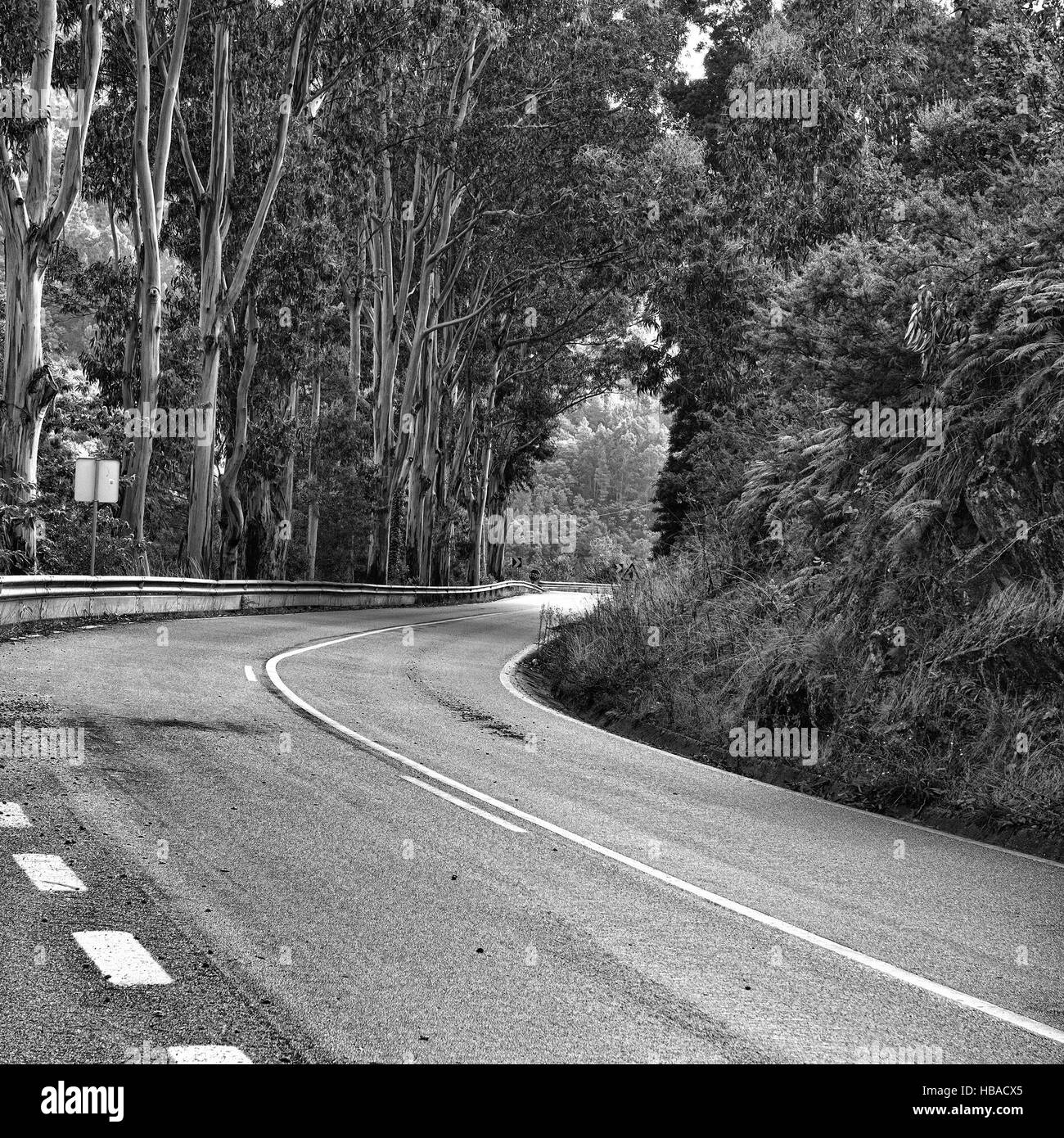 Autumn forest forest country road Black and White Stock Photos & Images ...