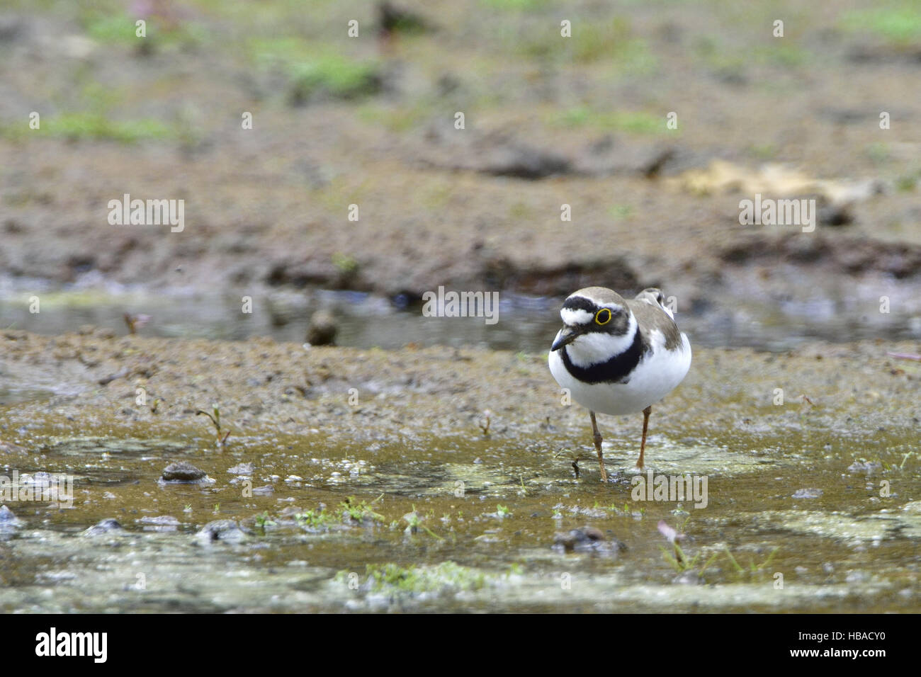 Little ringed plover Stock Photo - Alamy