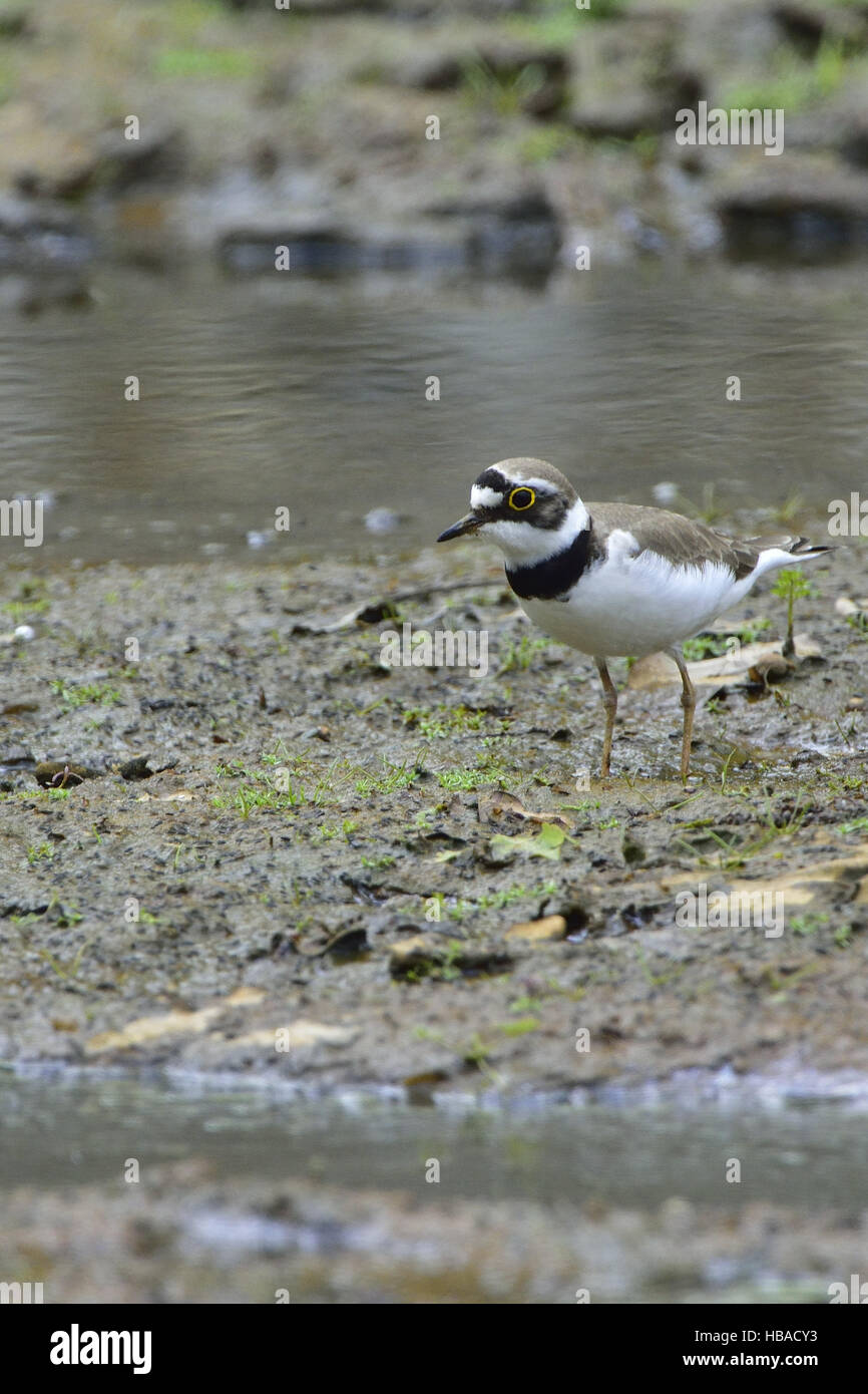 Little ringed plover Stock Photo - Alamy