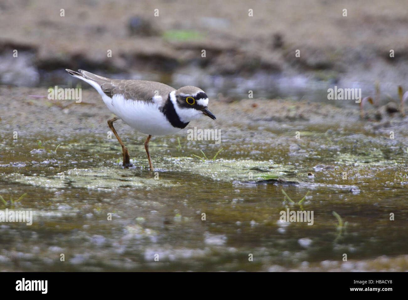 Little ringed plover Stock Photo - Alamy