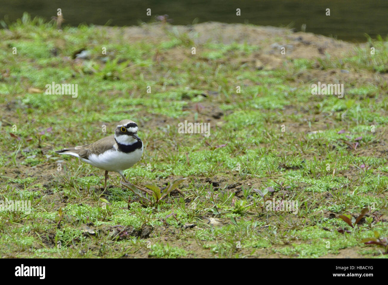 Little ringed plover Stock Photo - Alamy