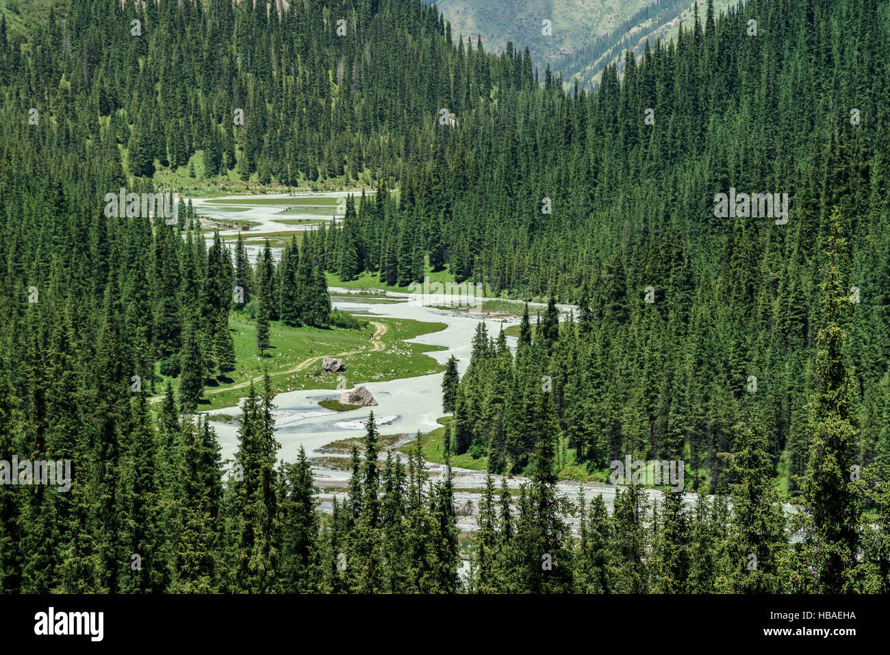 Meandriform river makes its way through a valley surrounded by conifers ...