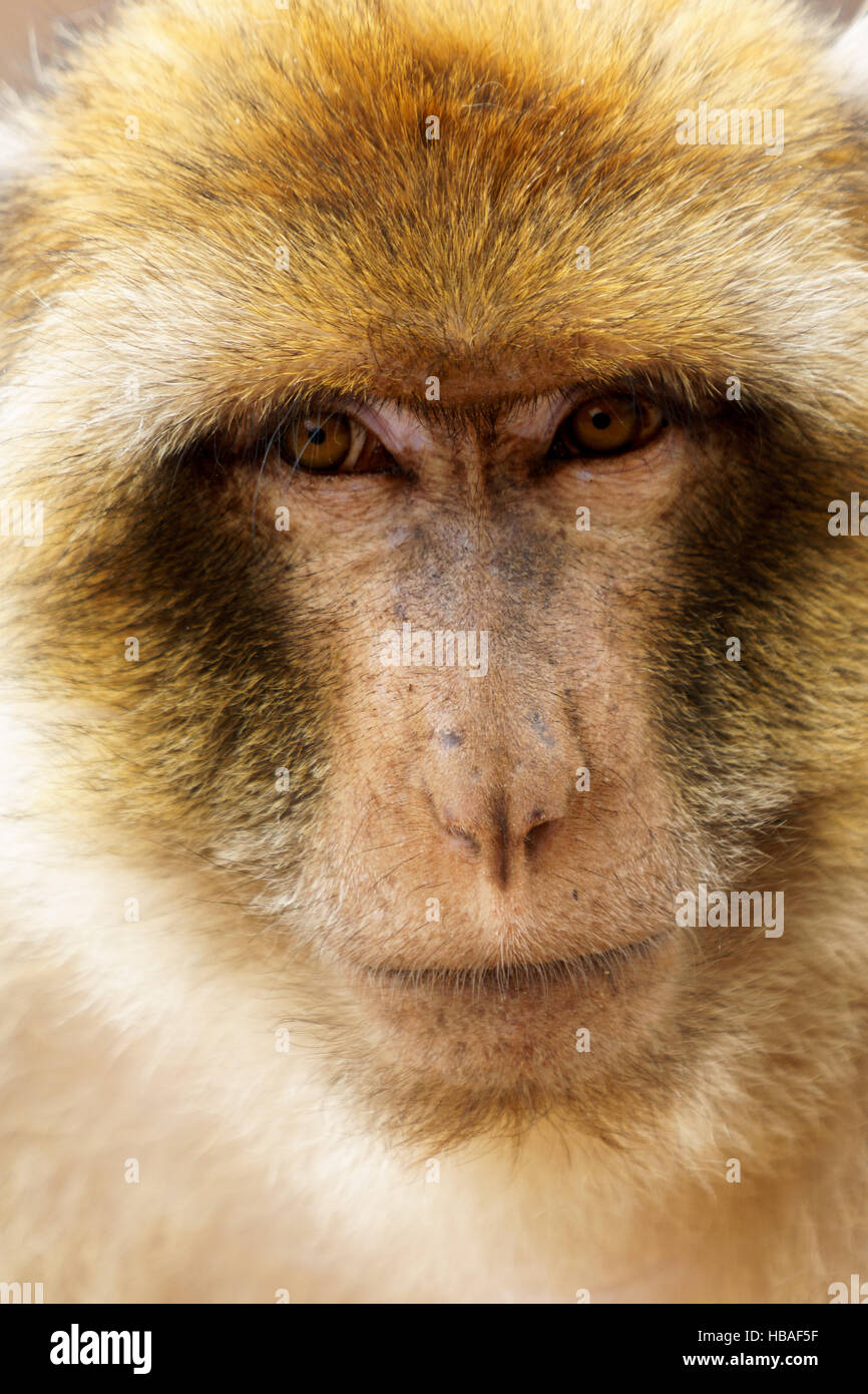 Macaque male hi-res stock photography and images - Alamy