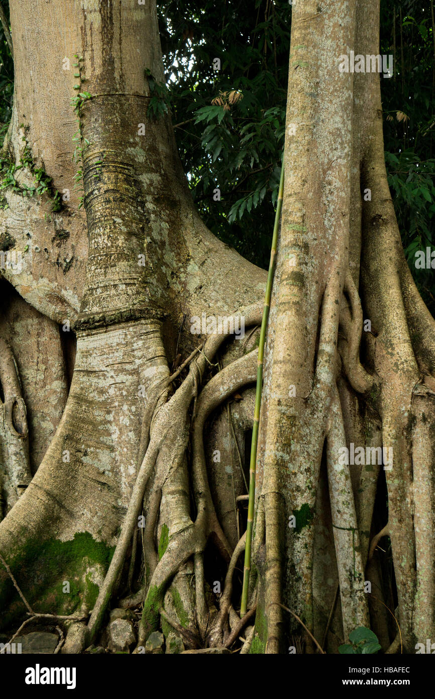 Entorno tropical hi-res stock photography and images - Alamy