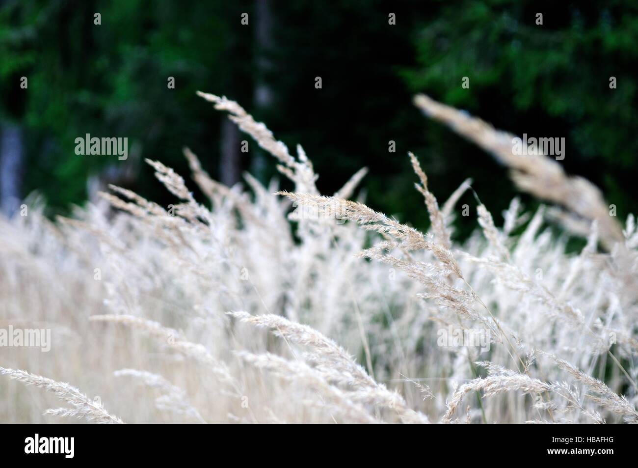 ripe grass on the forest edge Stock Photo - Alamy