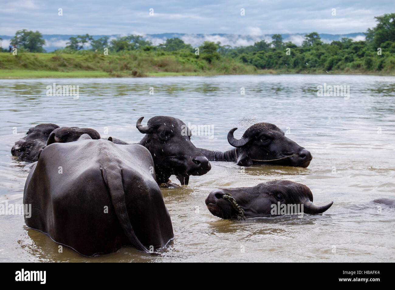Herd of buffalos bathing hi-res stock photography and images - Alamy