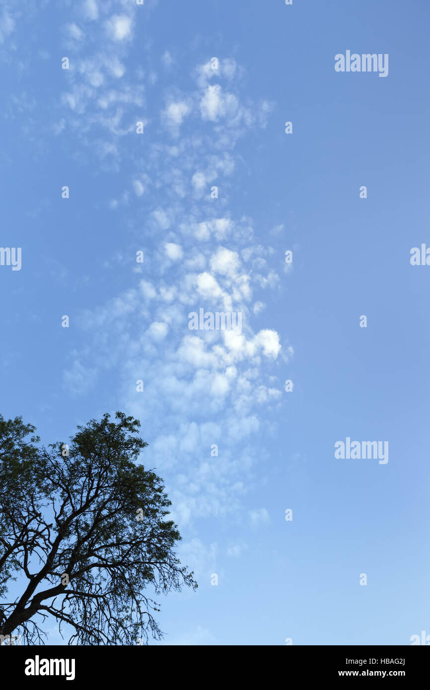 blue sky and a tree Stock Photo - Alamy
