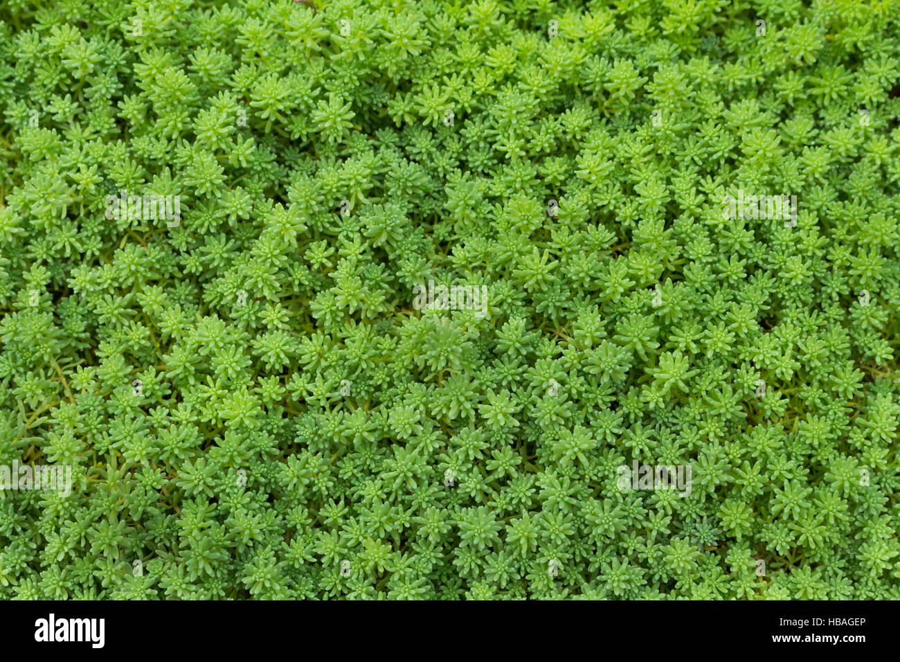 Beautiful sward grass background Stock Photo - Alamy