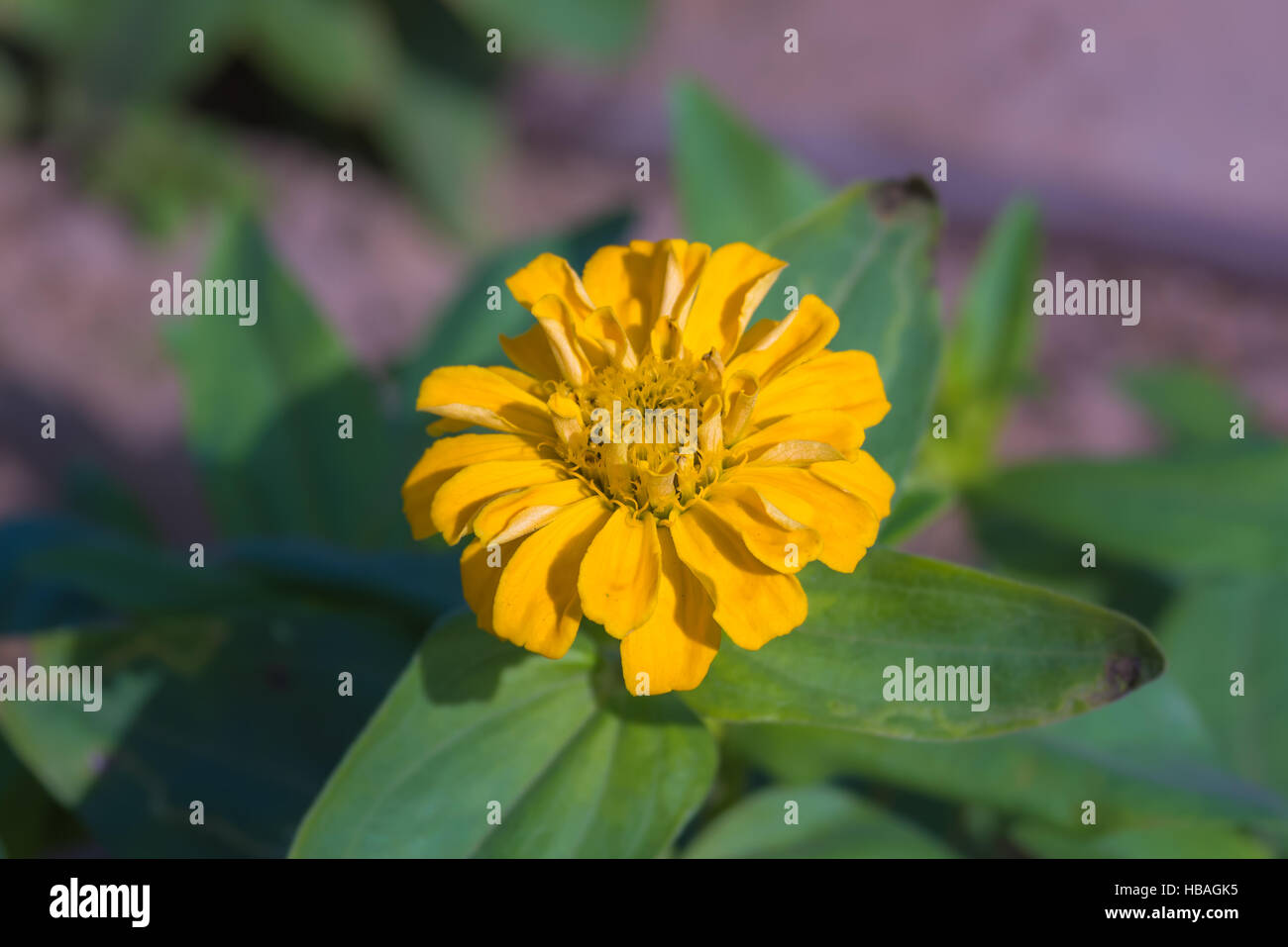 Marigold scent hi-res stock photography and images - Alamy