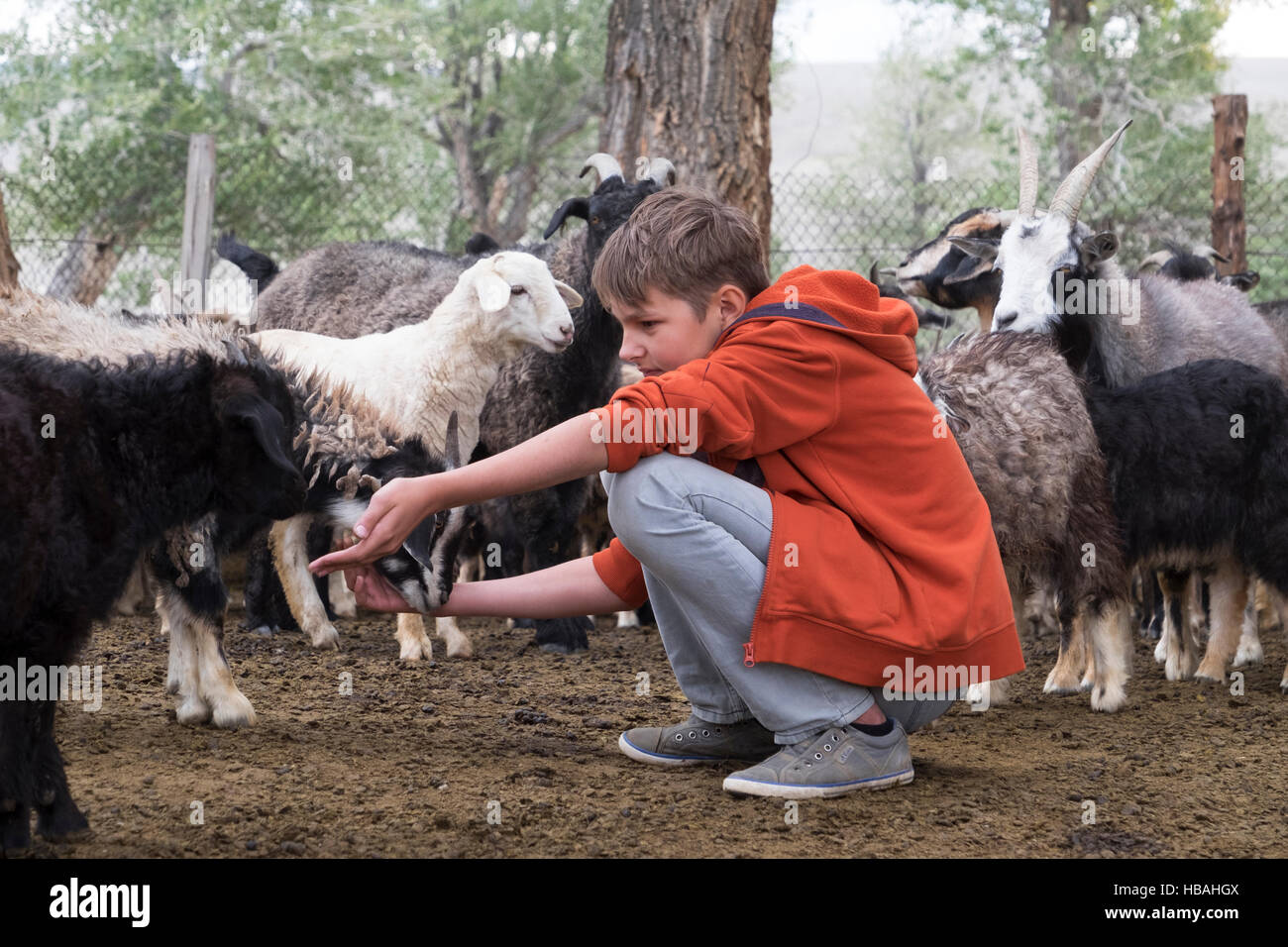 a boy and a goat on a farm Stock Photo - Alamy