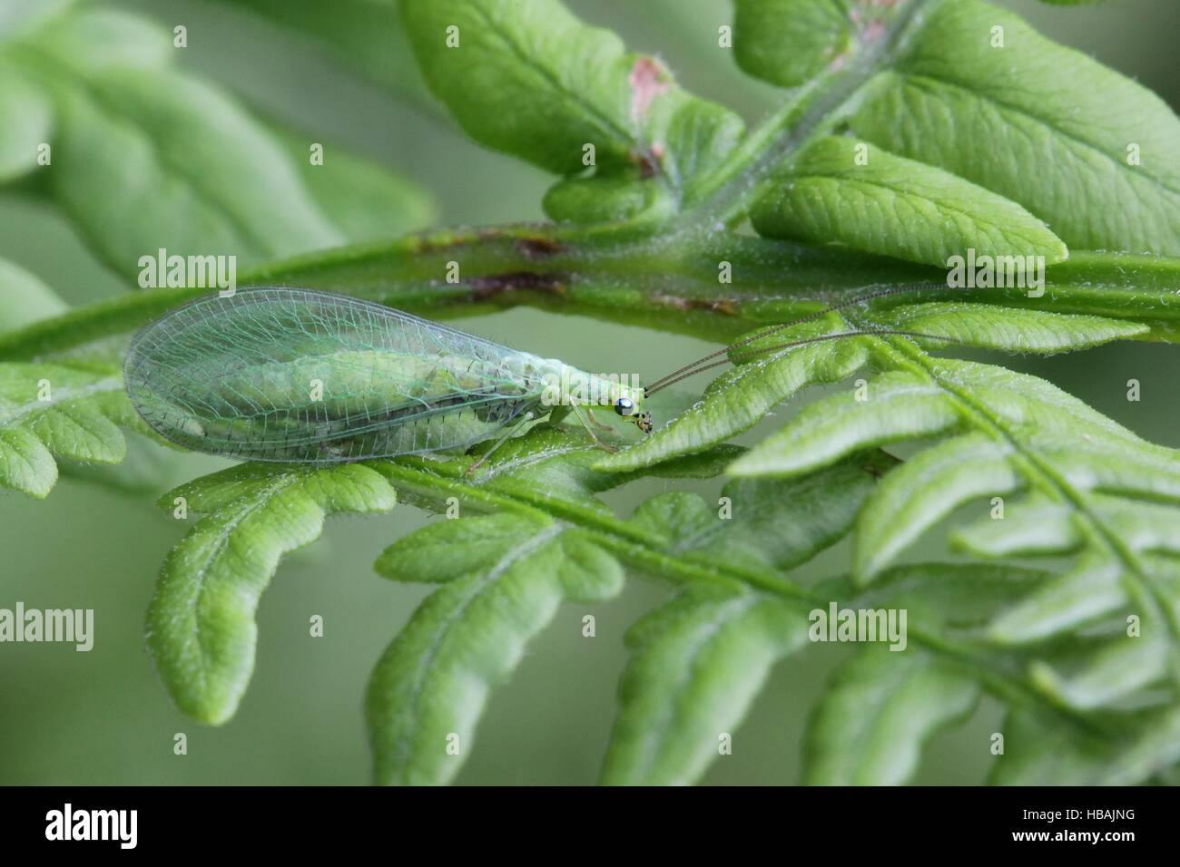 Aphid predator hi-res stock photography and images - Alamy