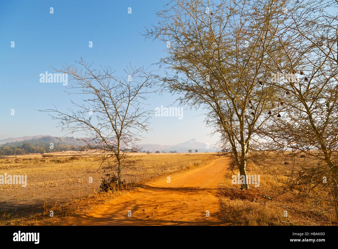 blur in swaziland mlilwane wildlife nature reserve mountain and tree ...