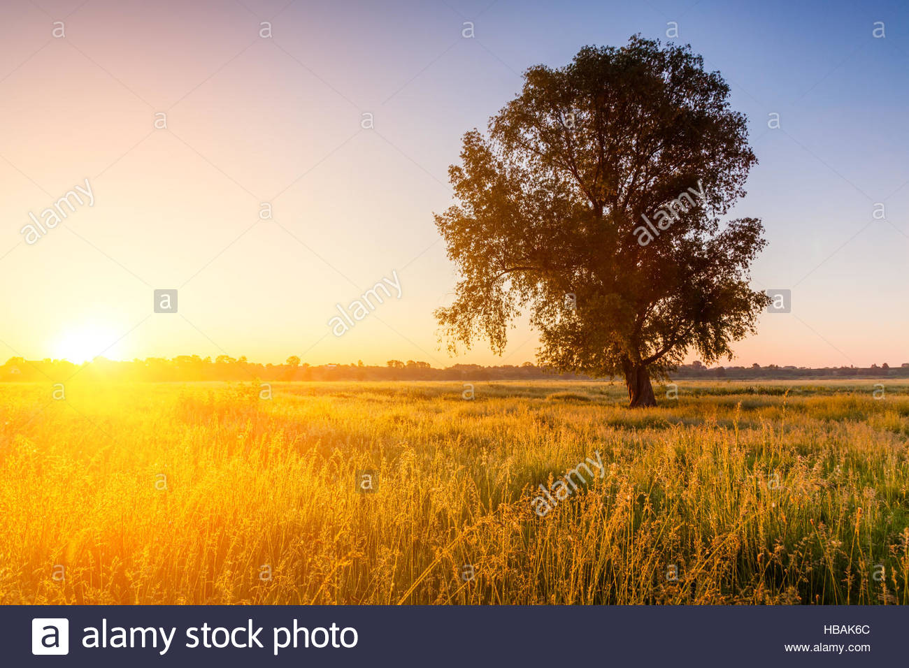 Field With Oak Tree High Resolution Stock Photography and Images - Alamy