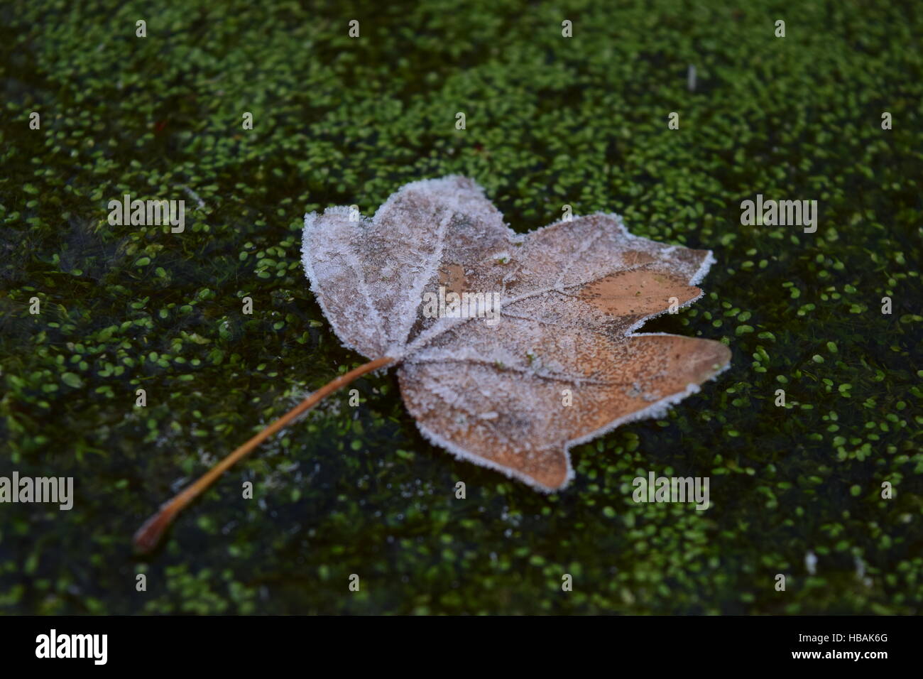 Frozen days hi-res stock photography and images - Alamy