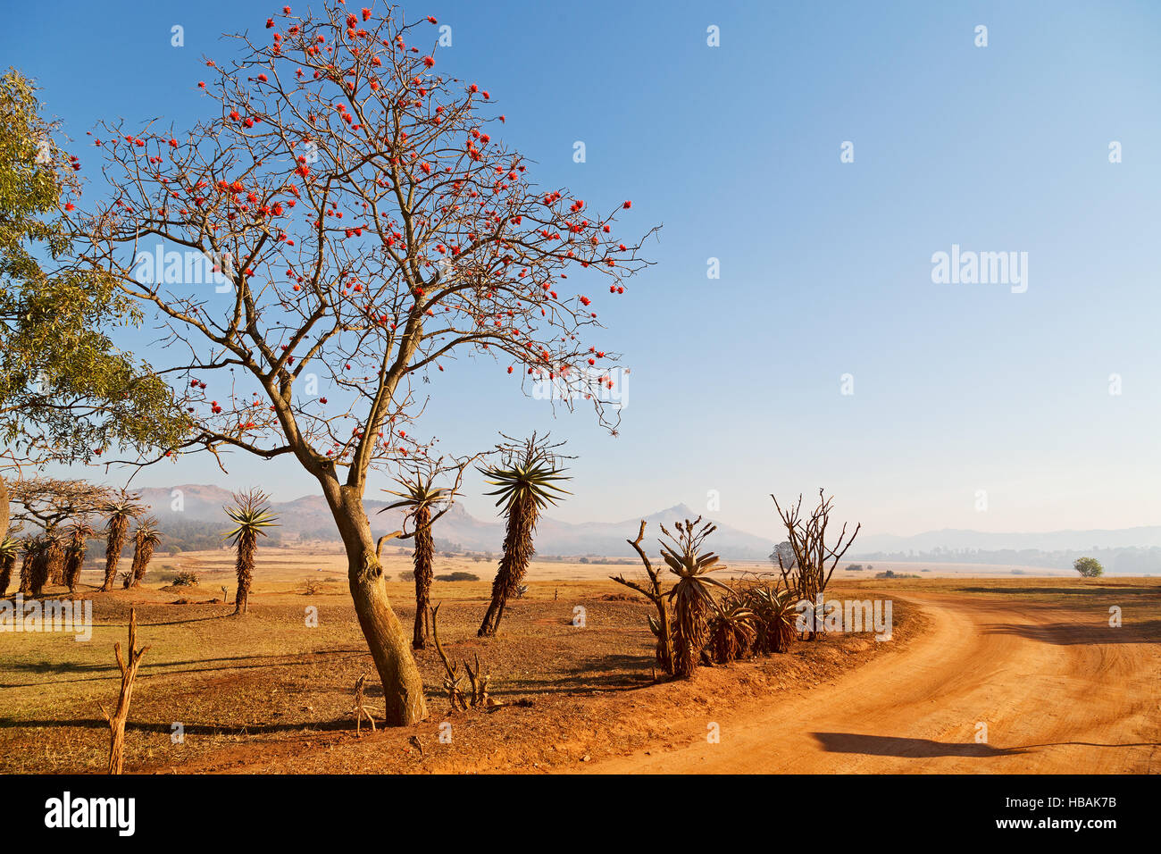 blur in swaziland mlilwane wildlife nature reserve mountain and tree ...