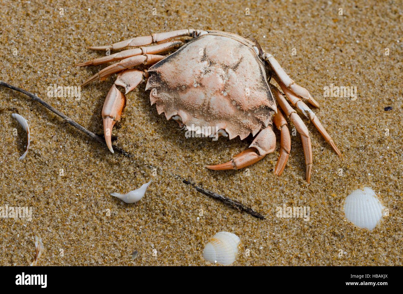 Empty crab beach hi-res stock photography and images - Alamy