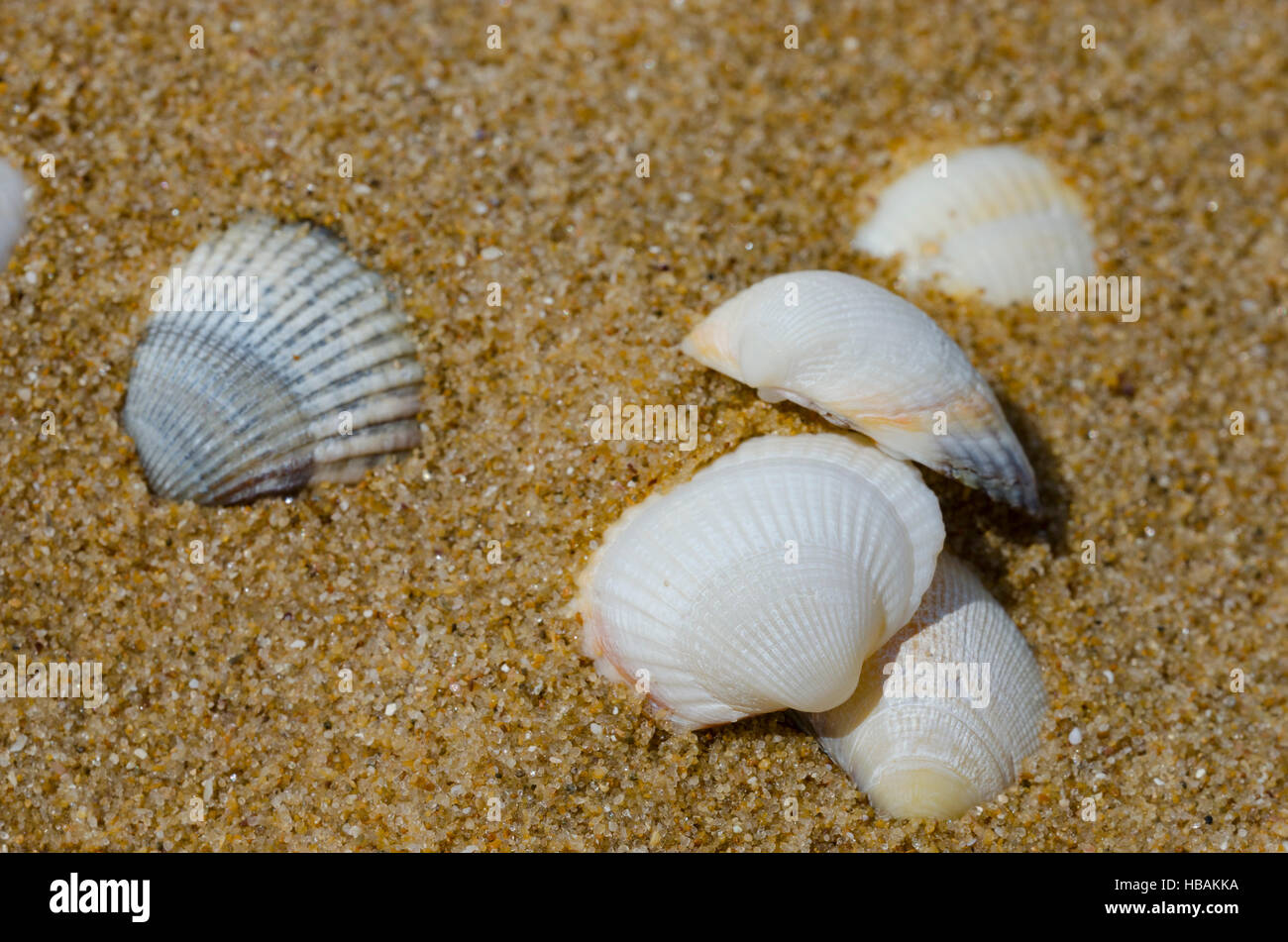 Shells dead washed up on the beach Stock Photo - Alamy