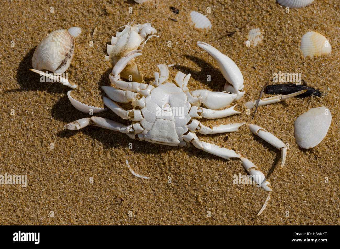Empty crab shells hi-res stock photography and images - Alamy