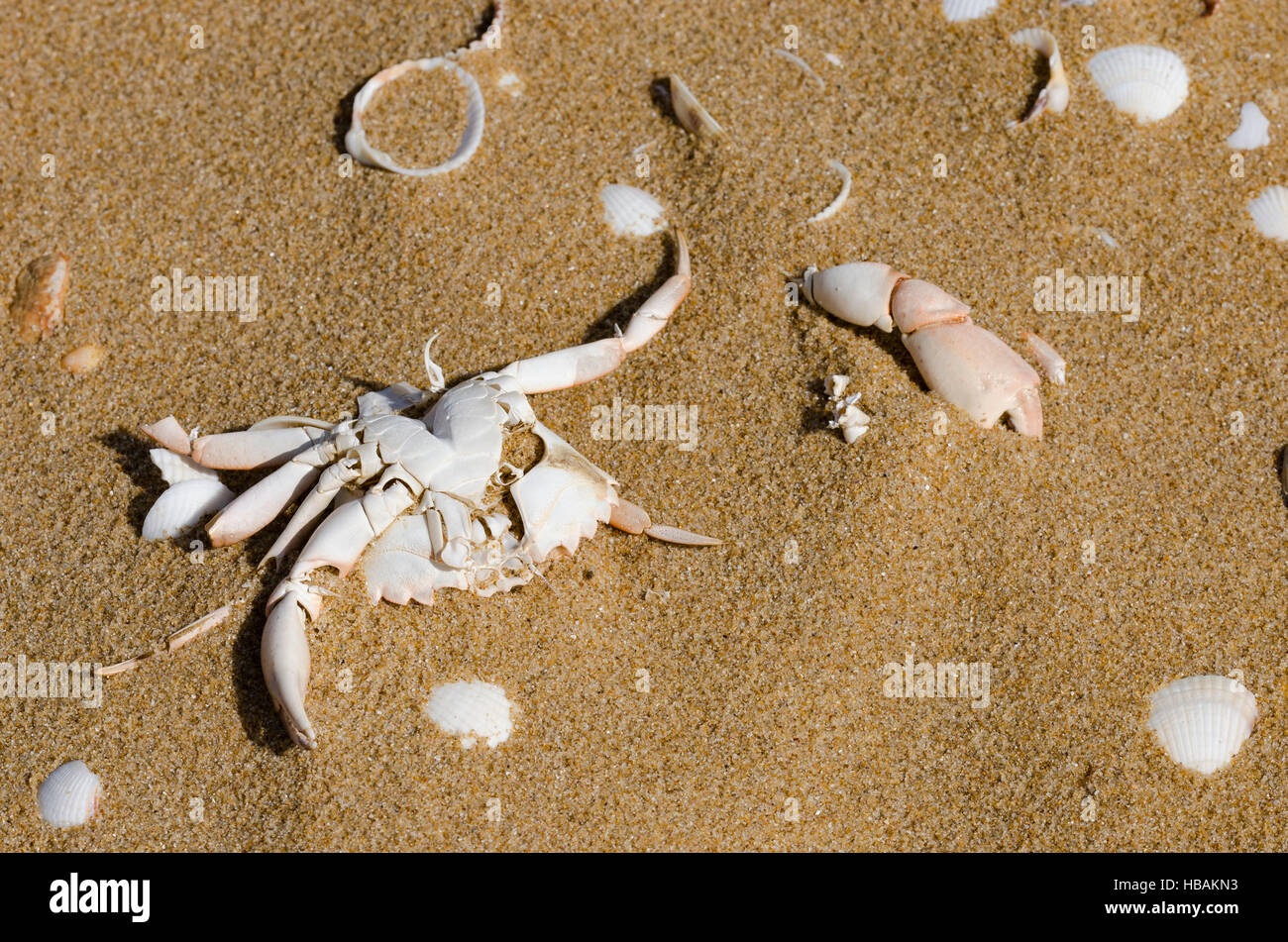 Shells and crab dead washed up on the beach Stock Photo - Alamy