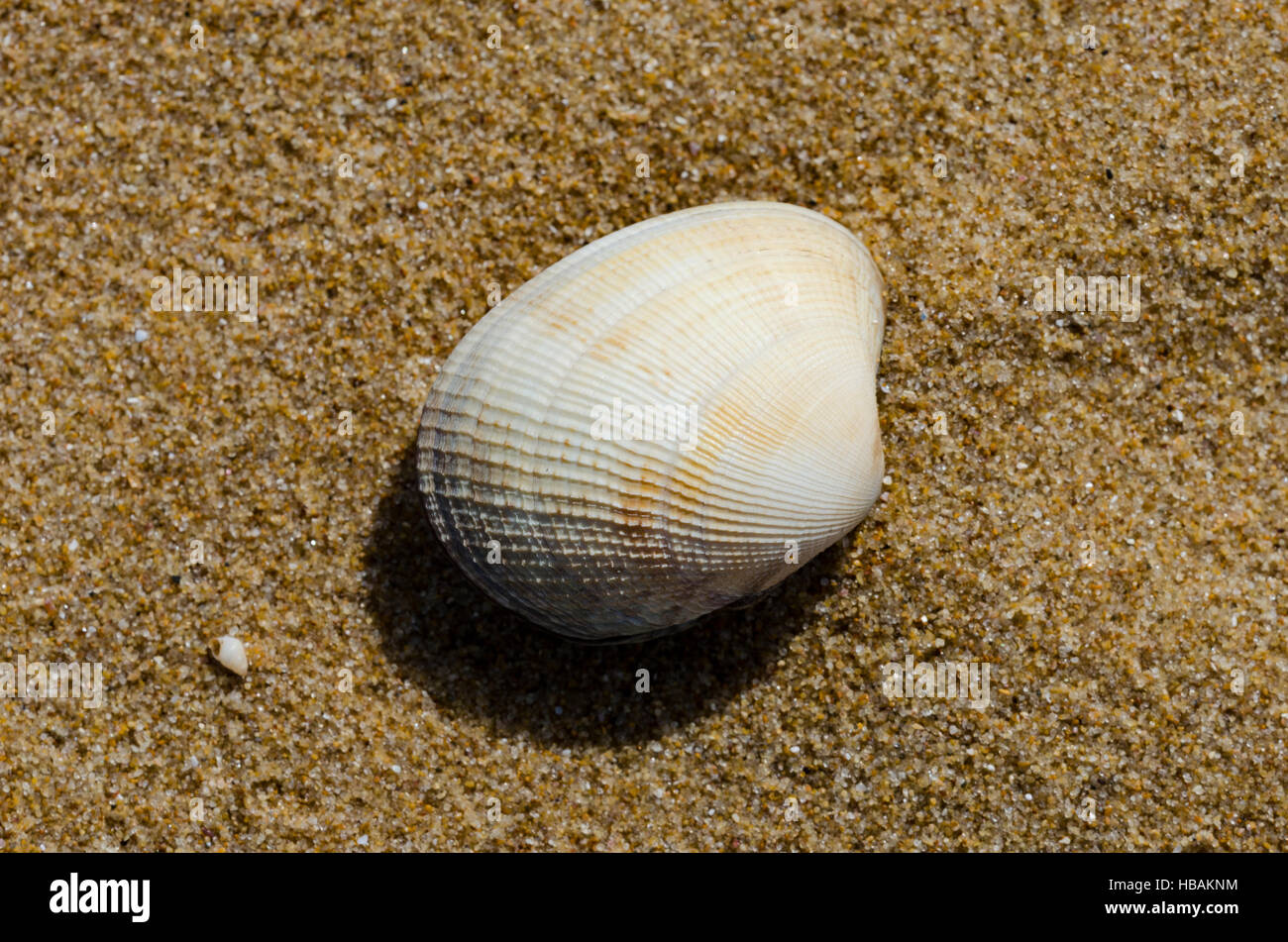 Shell dead washed up on the beach Stock Photo - Alamy