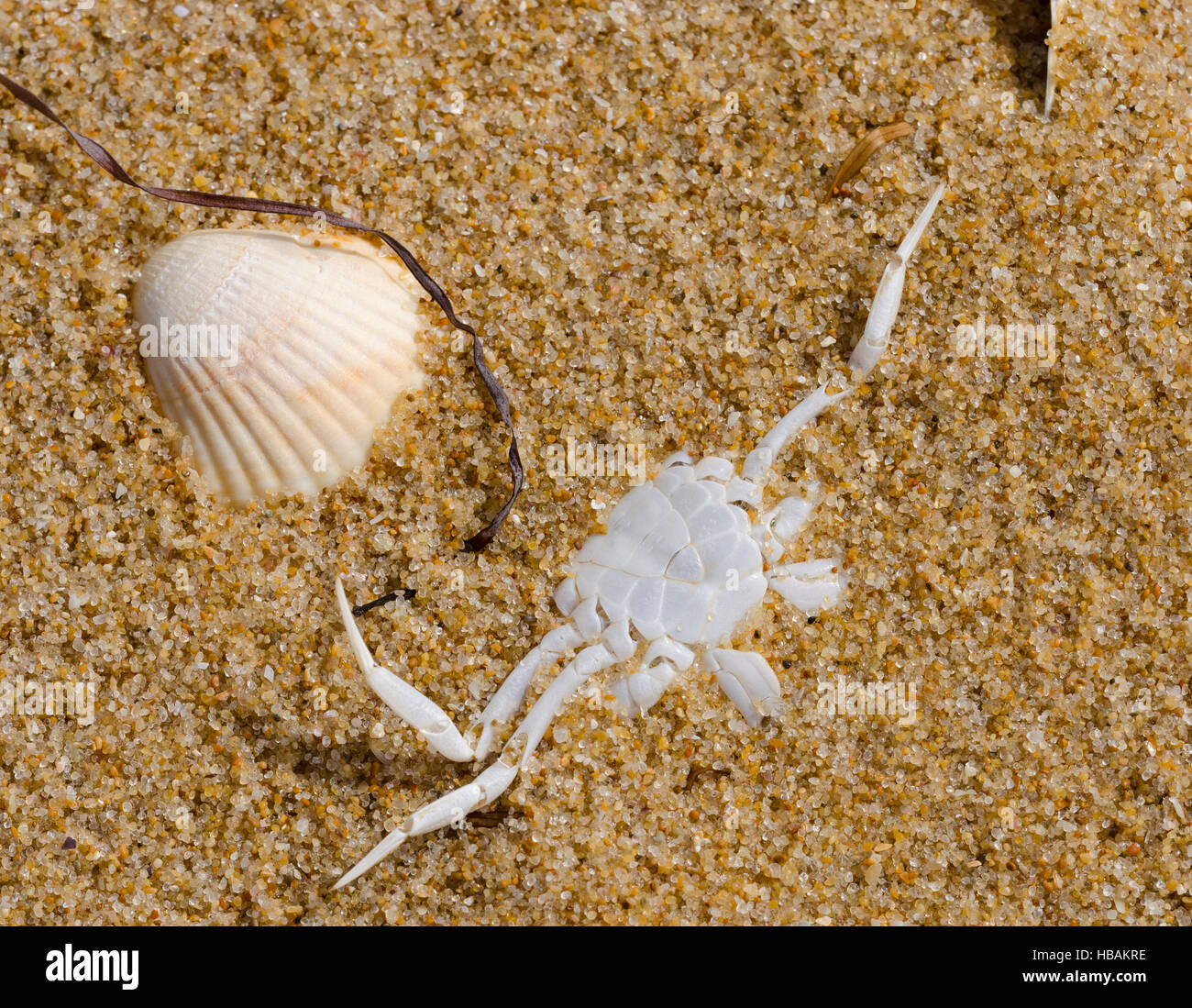 Shell and crab dead washed up on the beach Stock Photo - Alamy
