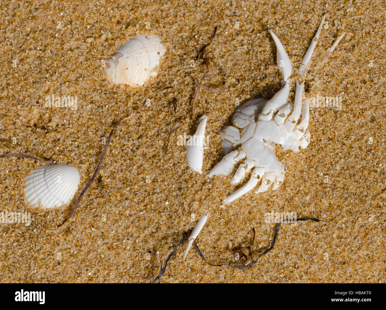 Shells and crab dead washed up on the beach Stock Photo - Alamy