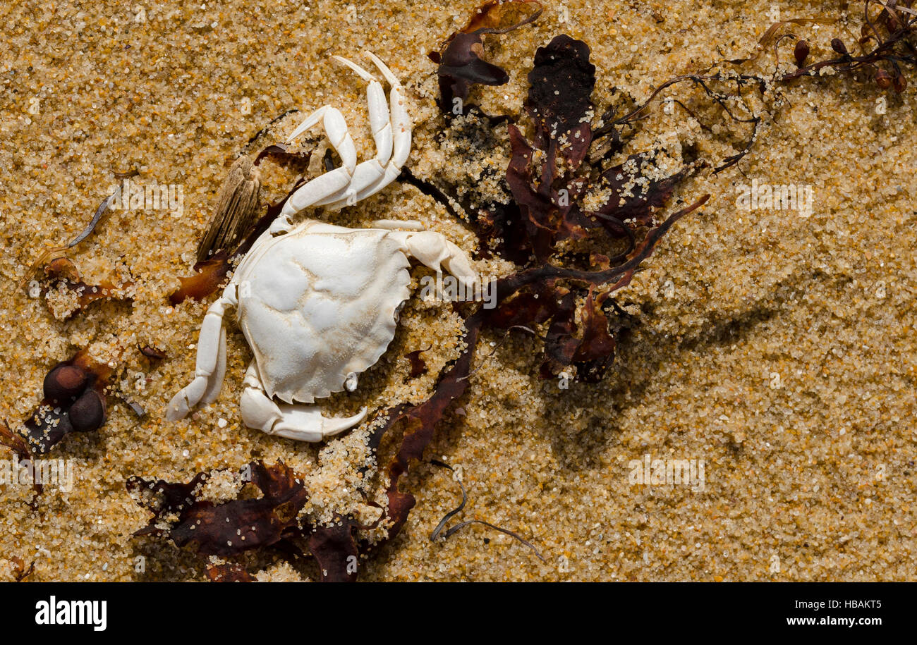 Crab dead washed up on the beach Stock Photo - Alamy