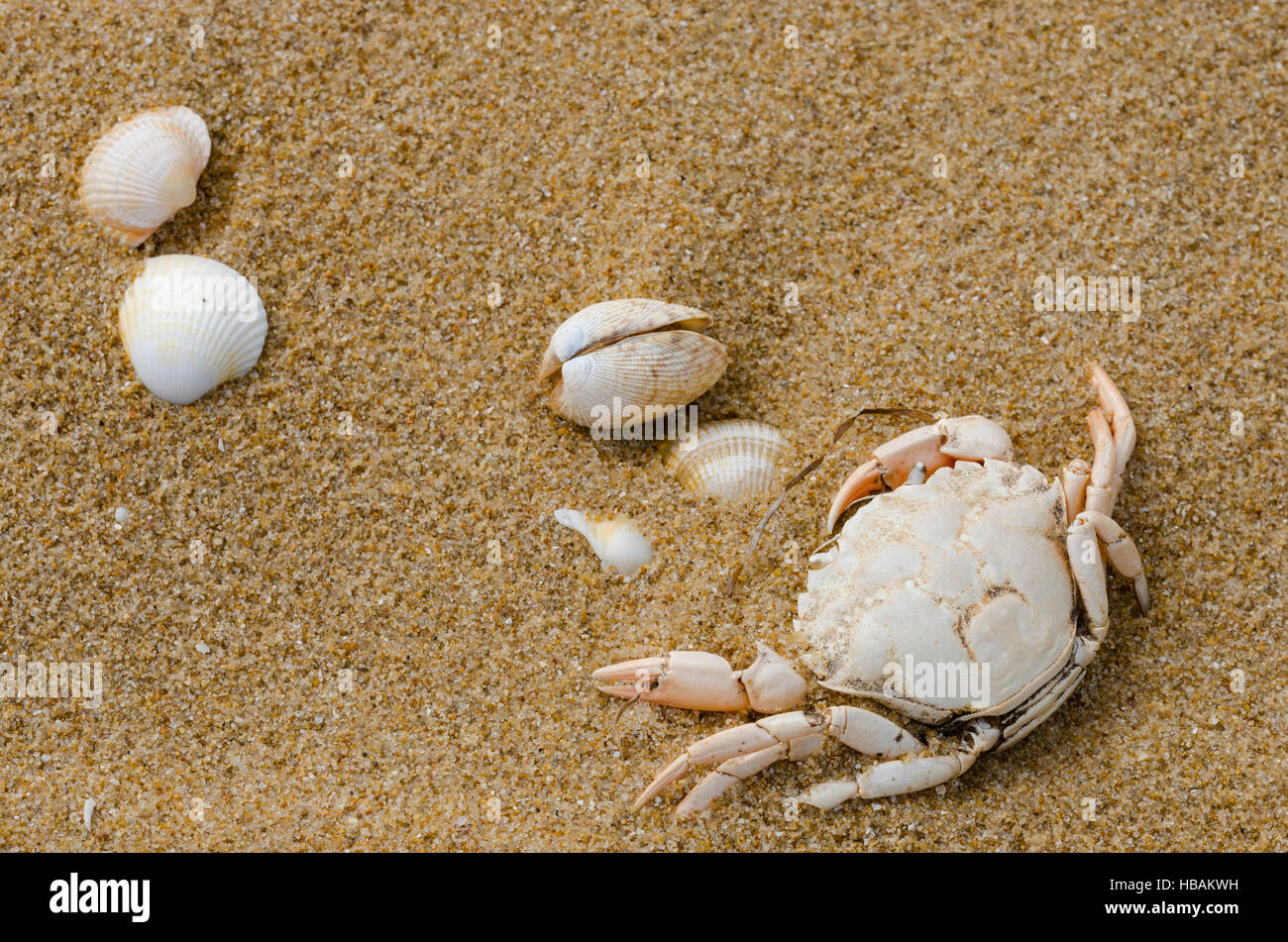 Shells and crab dead washed up on the beach Stock Photo - Alamy