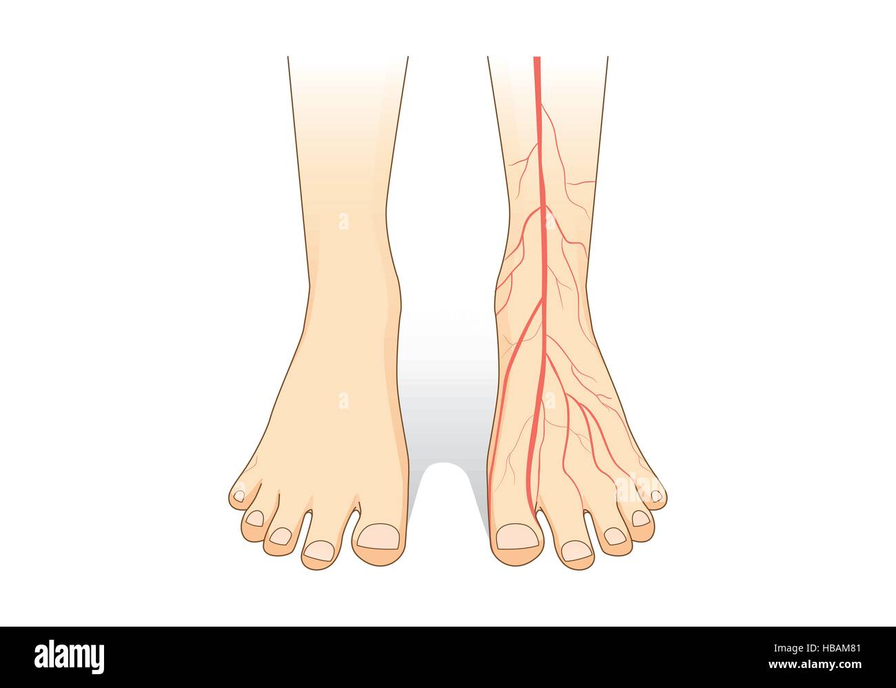 Blood Vessel Diagram High Resolution Stock Photography and Images - Alamy