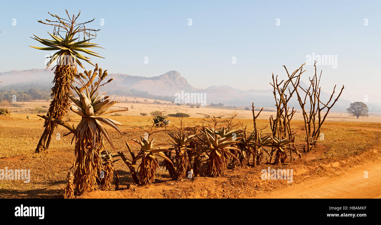 blur in swaziland mlilwane wildlife nature reserve mountain and tree ...