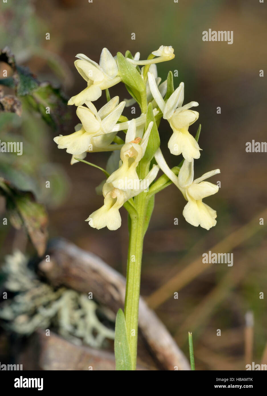 Roman Orchid - Dactylorhiza romana Yellow Orchid in Cyprus Pine Forest ...