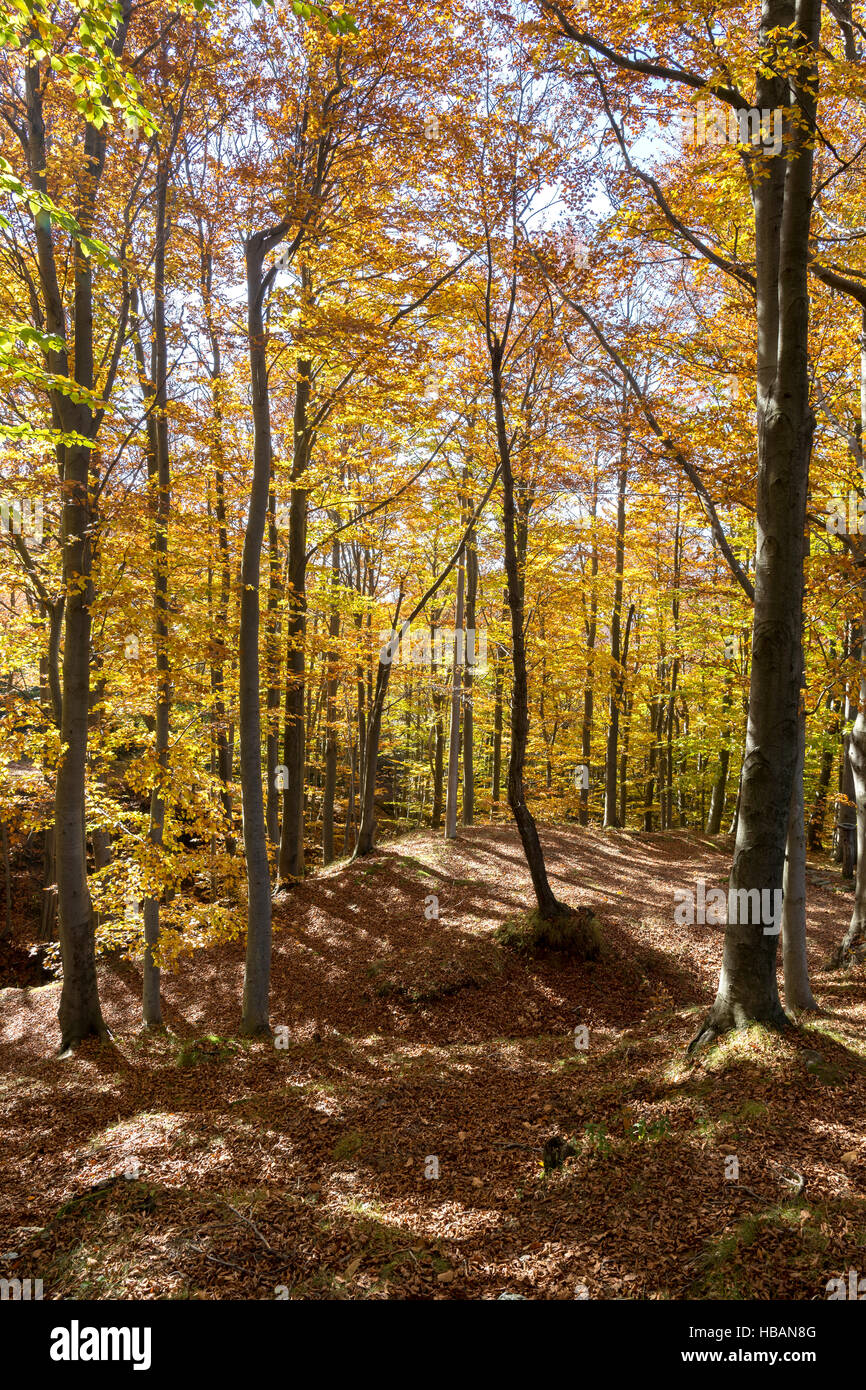 autumn colors in the woods of Liguria in Italy Stock Photo - Alamy
