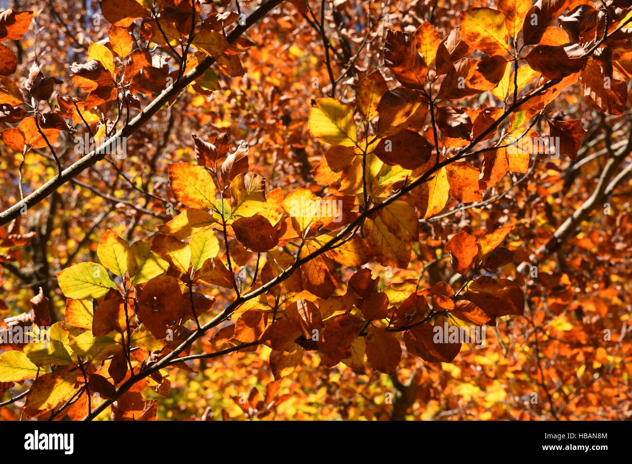 autumn colors in the woods of Liguria in Italy Stock Photo - Alamy