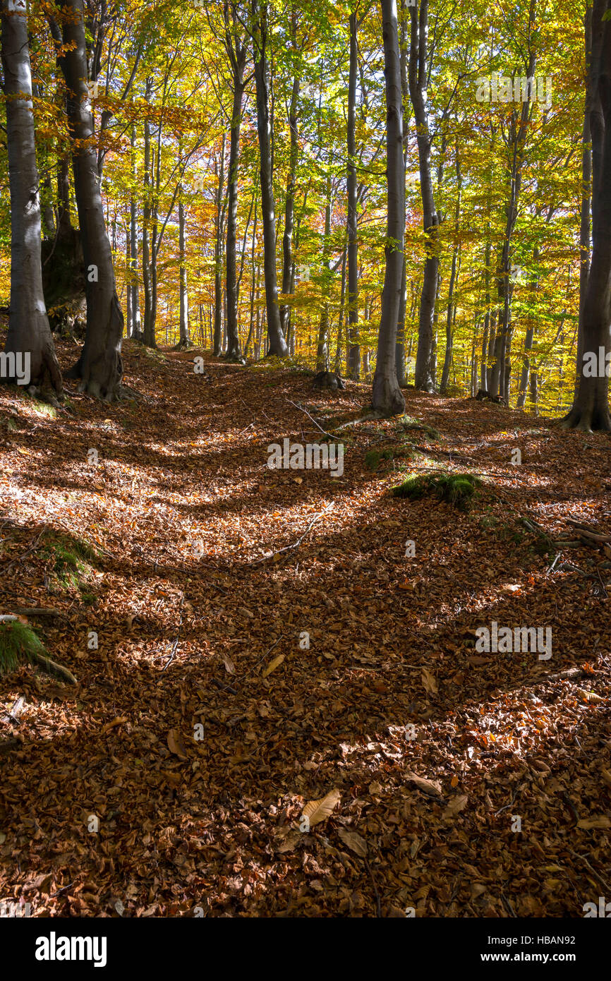 autumn colors in the woods of Liguria in Italy Stock Photo - Alamy