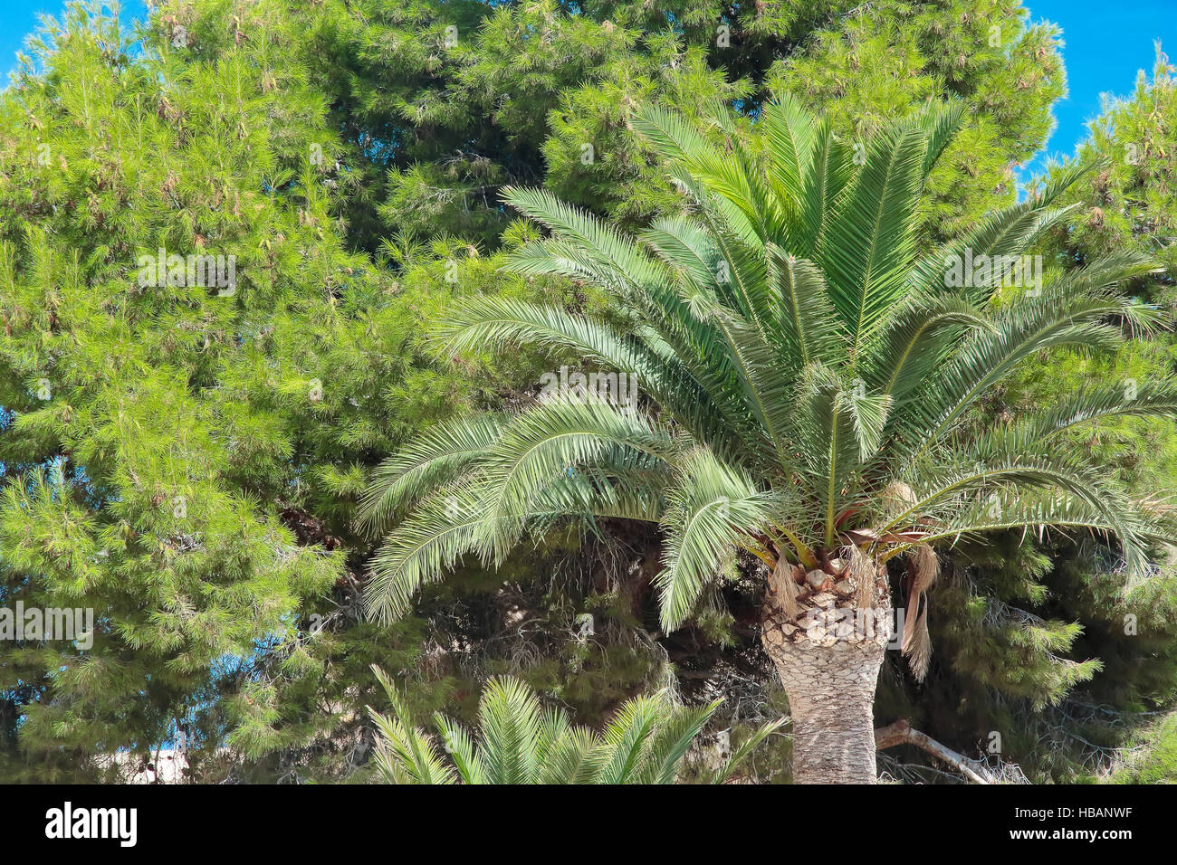 closeup of a palm tree with a pine as background Stock Photo - Alamy