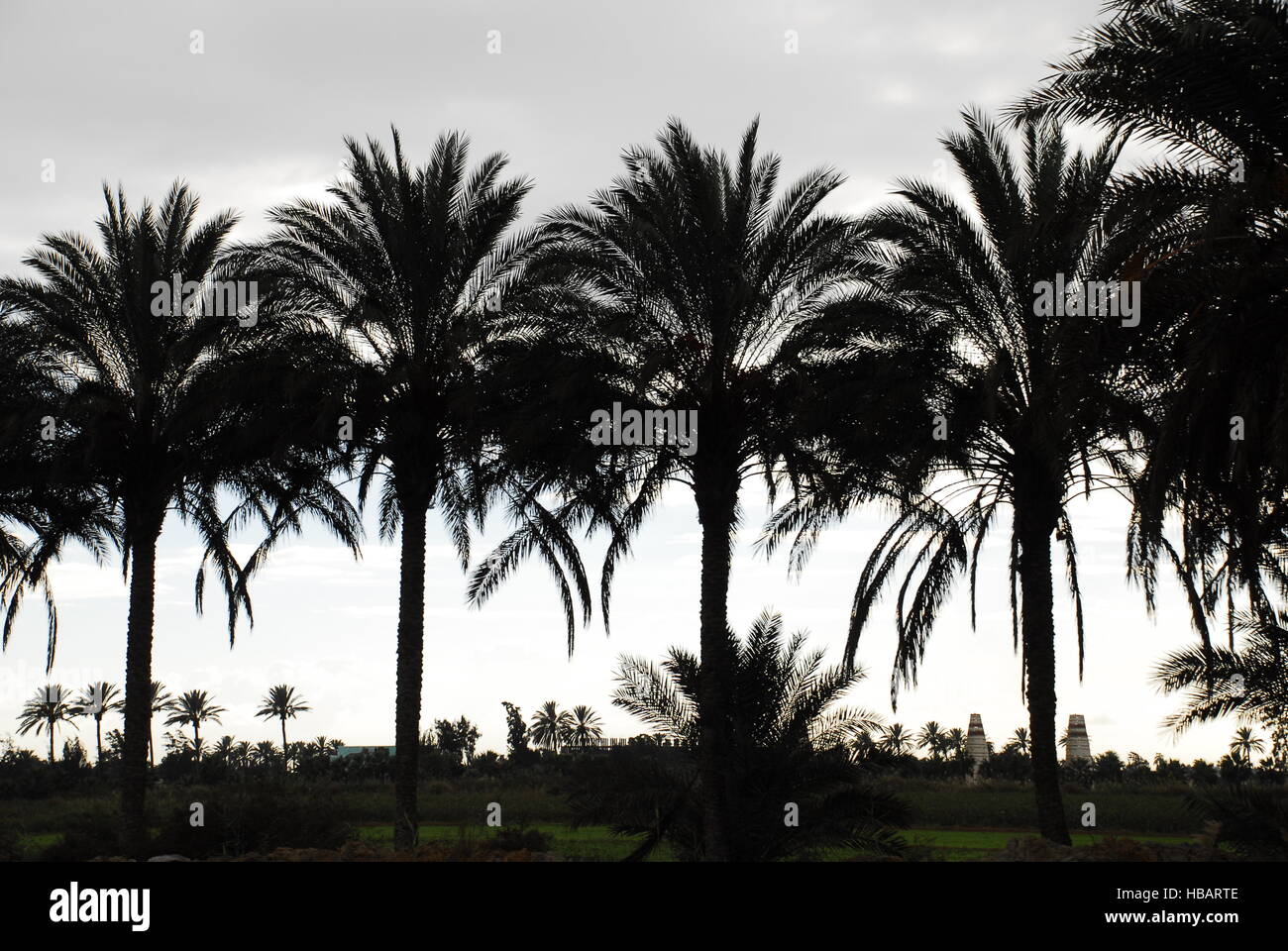 Palm tree icon isolated hi-res stock photography and images - Alamy