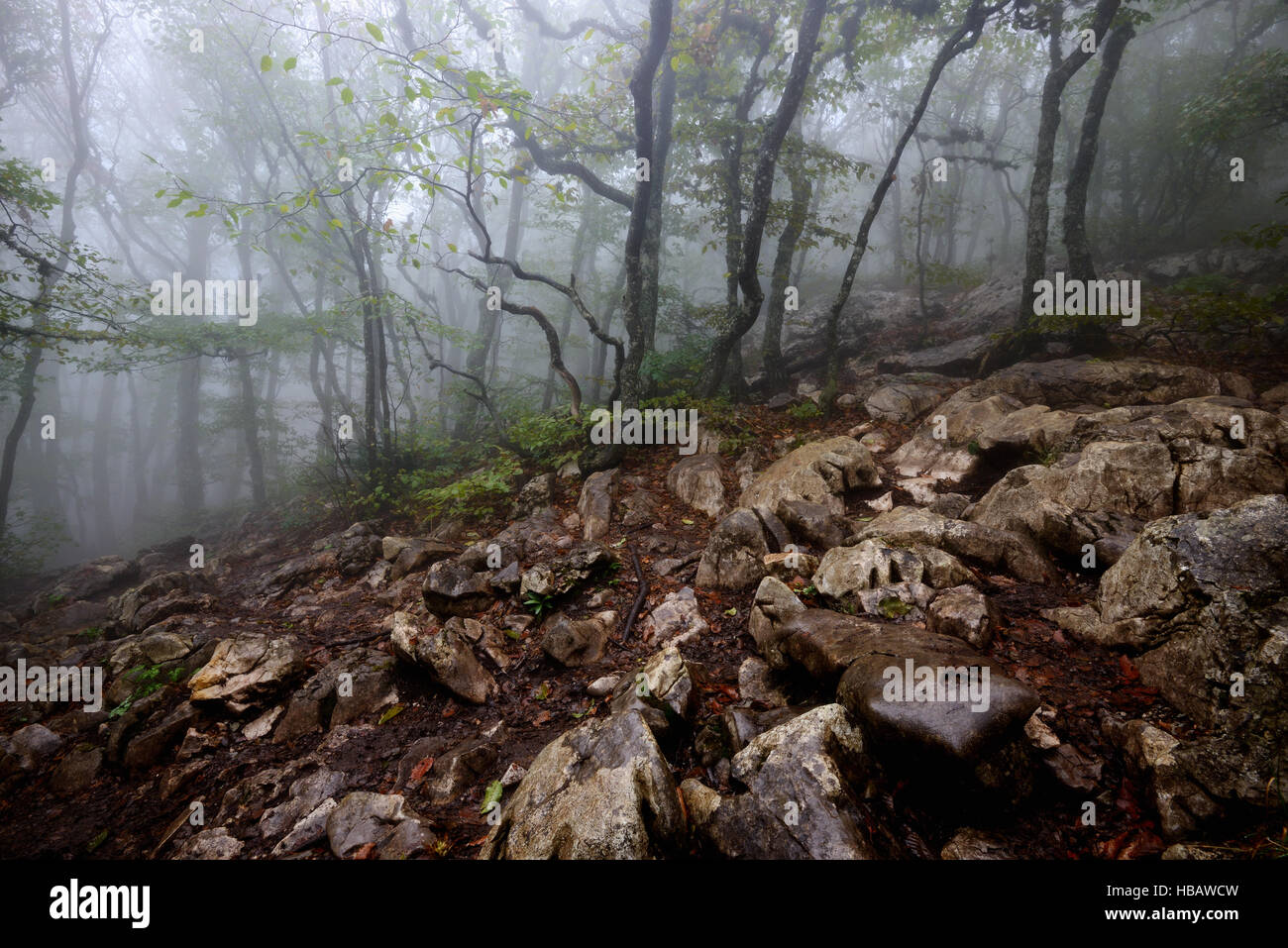 Misty forest and rocks, Crimea, Ukraine Stock Photo - Alamy