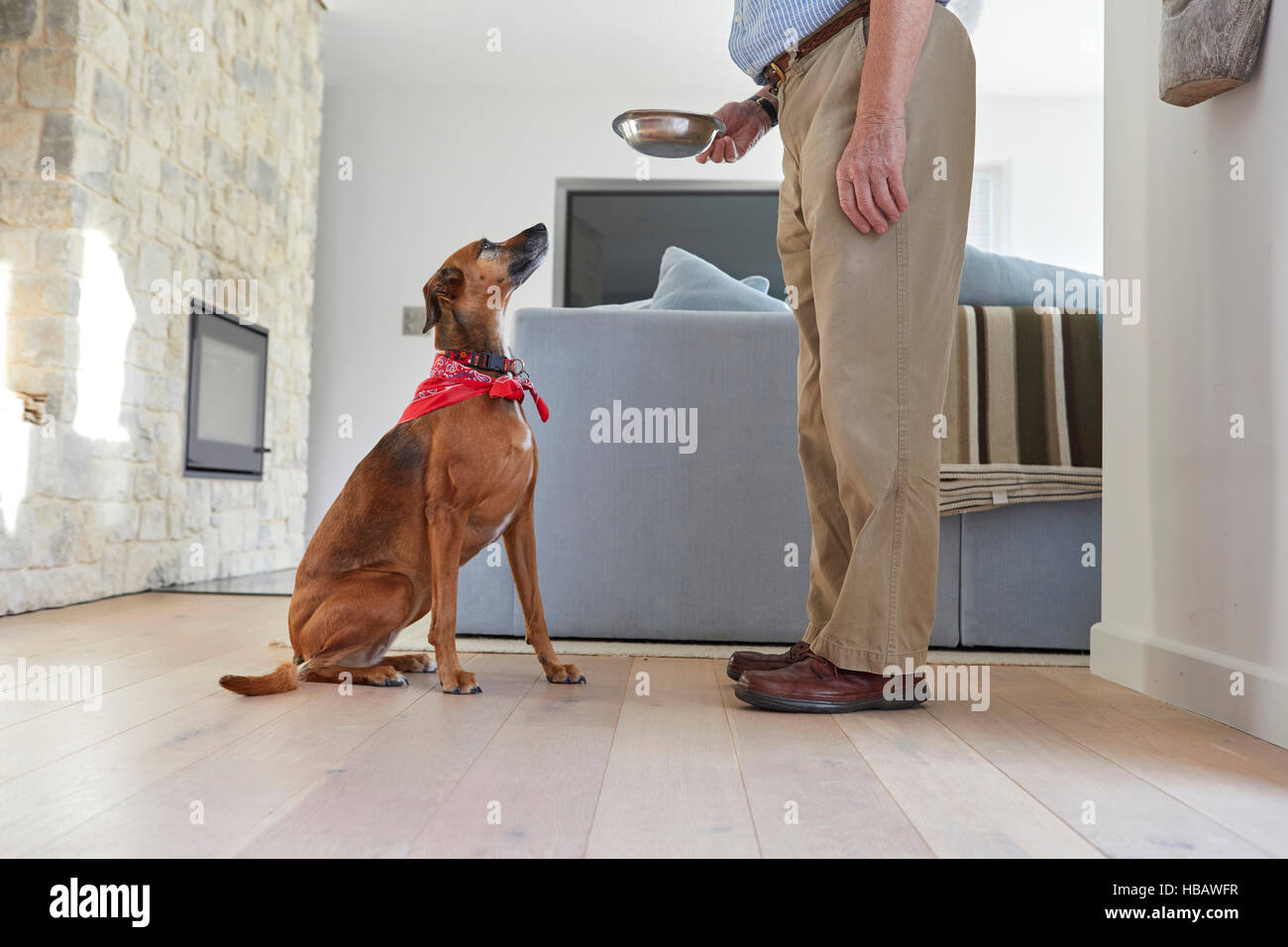 Man feeding dog Stock Photo - Alamy